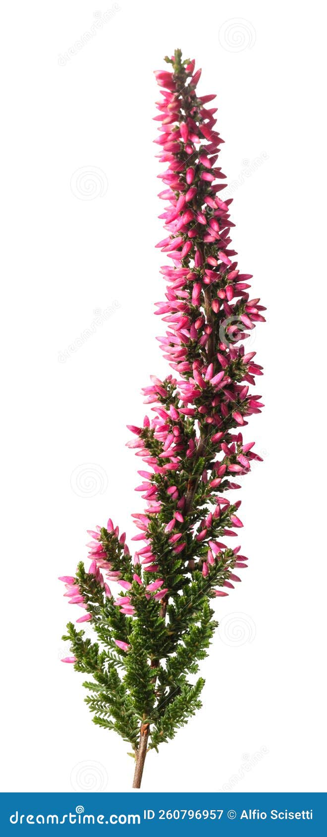 Common heather stock image. Image of pink, common, erica - 260796957