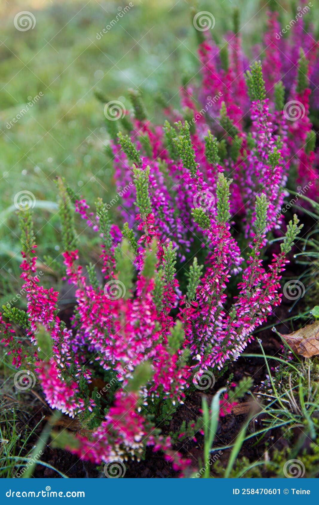 Common heather stock image. Image of blossom, bloom - 258470601
