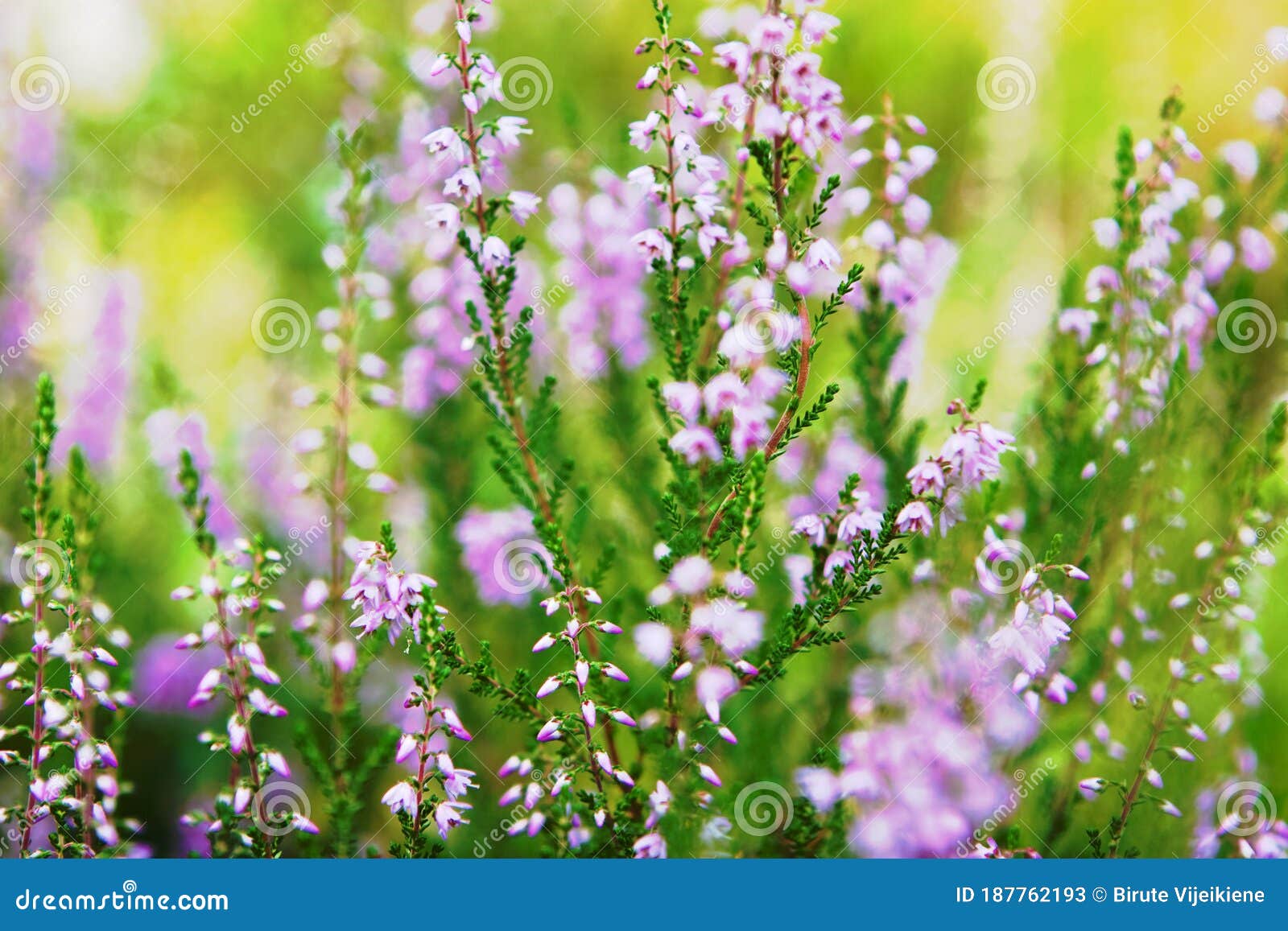 Common Heather, Calluna Vulgaris Stock Image | CartoonDealer.com #101242351