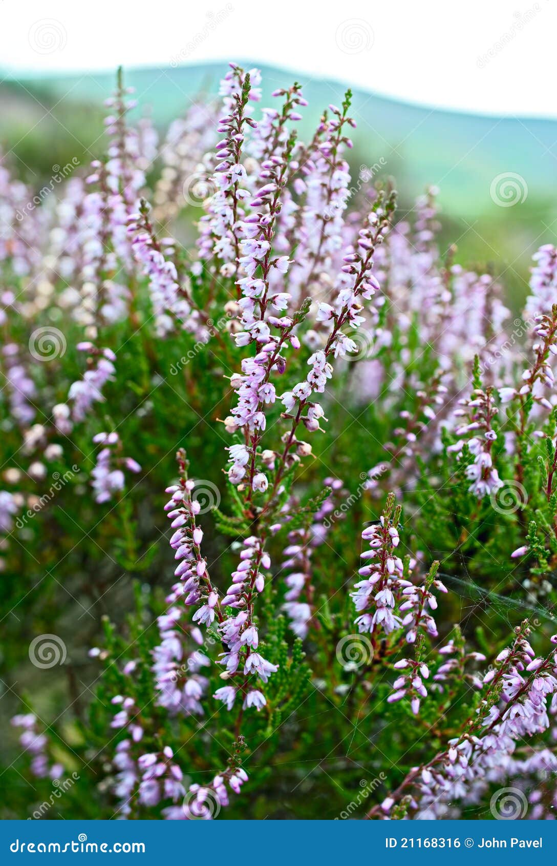 Common Heather, Calluna Vulgaris Stock Image | CartoonDealer.com #101242351