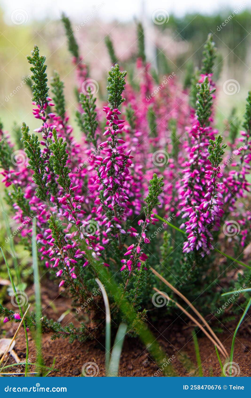 Common heather stock photo. Image of beauty, floral - 258470676