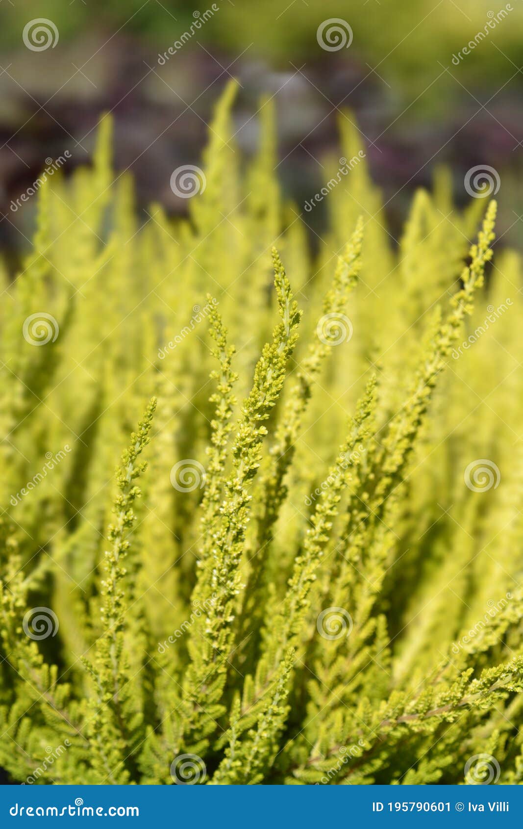 Common heather stock image. Image of common, close, heather - 195790601