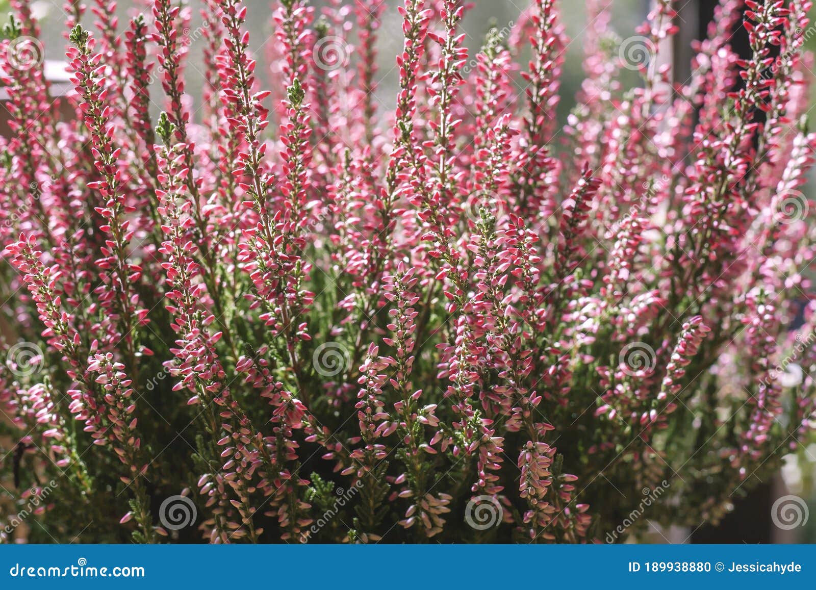 Common Heather Pink Flowers Stock Photo - Image of flowering, garden ...