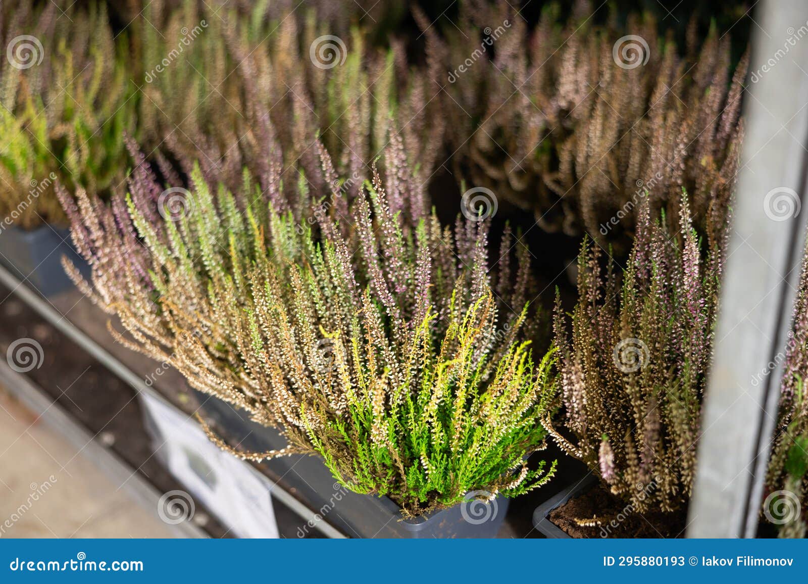 Common Heather in Pots at Plant Store Stock Image - Image of ...