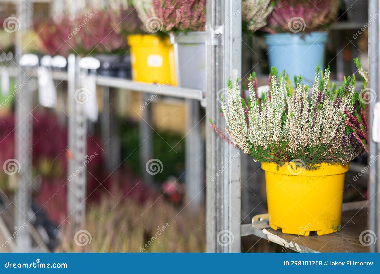 Common Heather in Pots at Plant Store Stock Photo - Image of ...