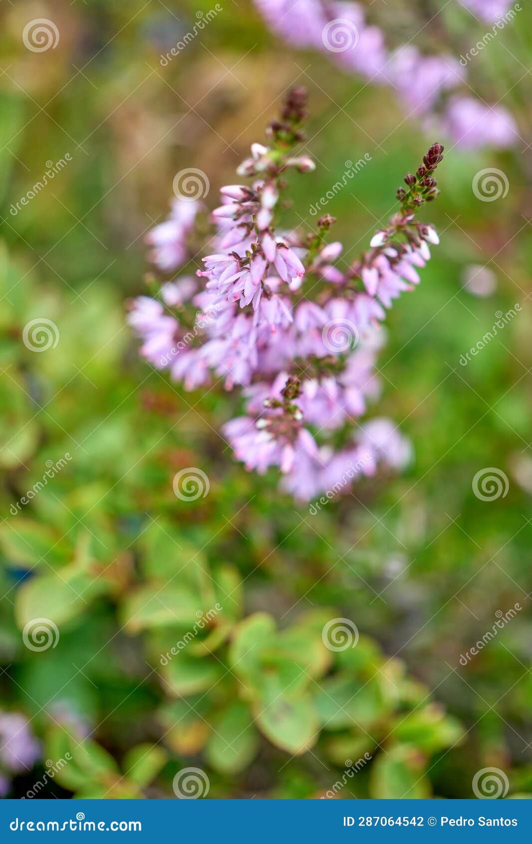 Common Heather, Typical Flora from the Swiss Alps Stock Photo - Image ...