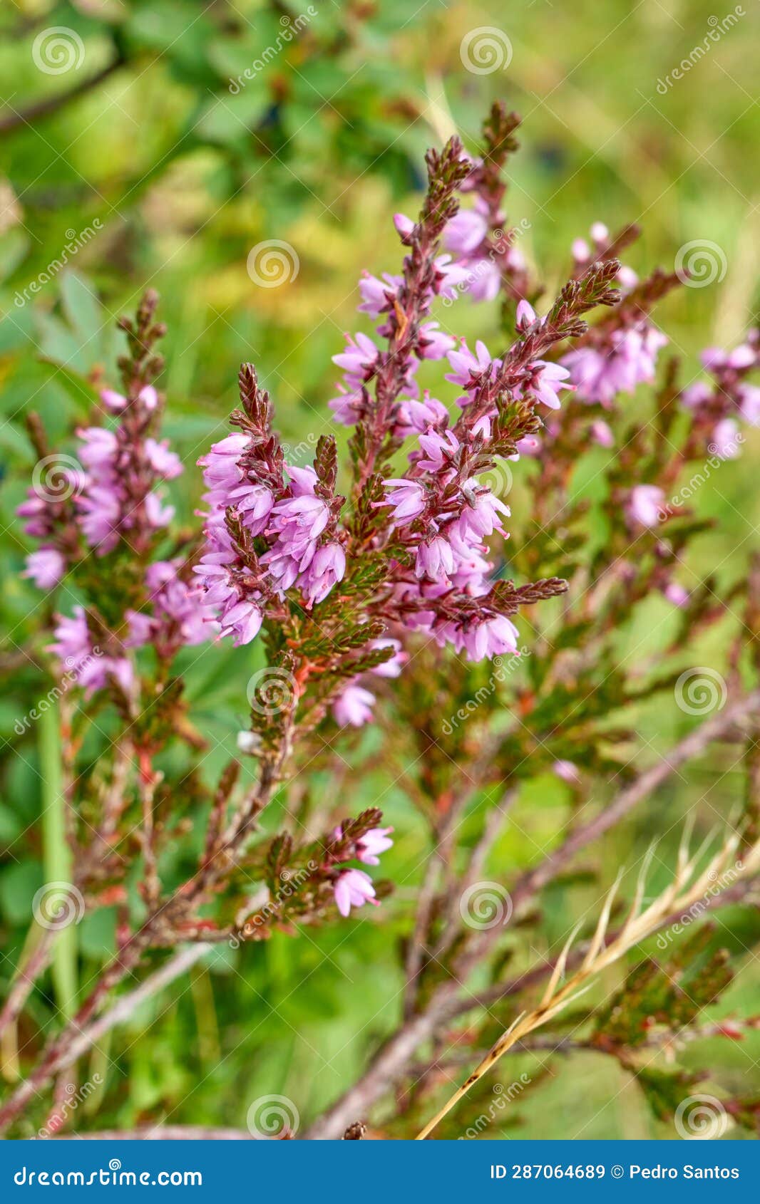 Common Heather, Typical Flora from the Swiss Alps Stock Image - Image ...