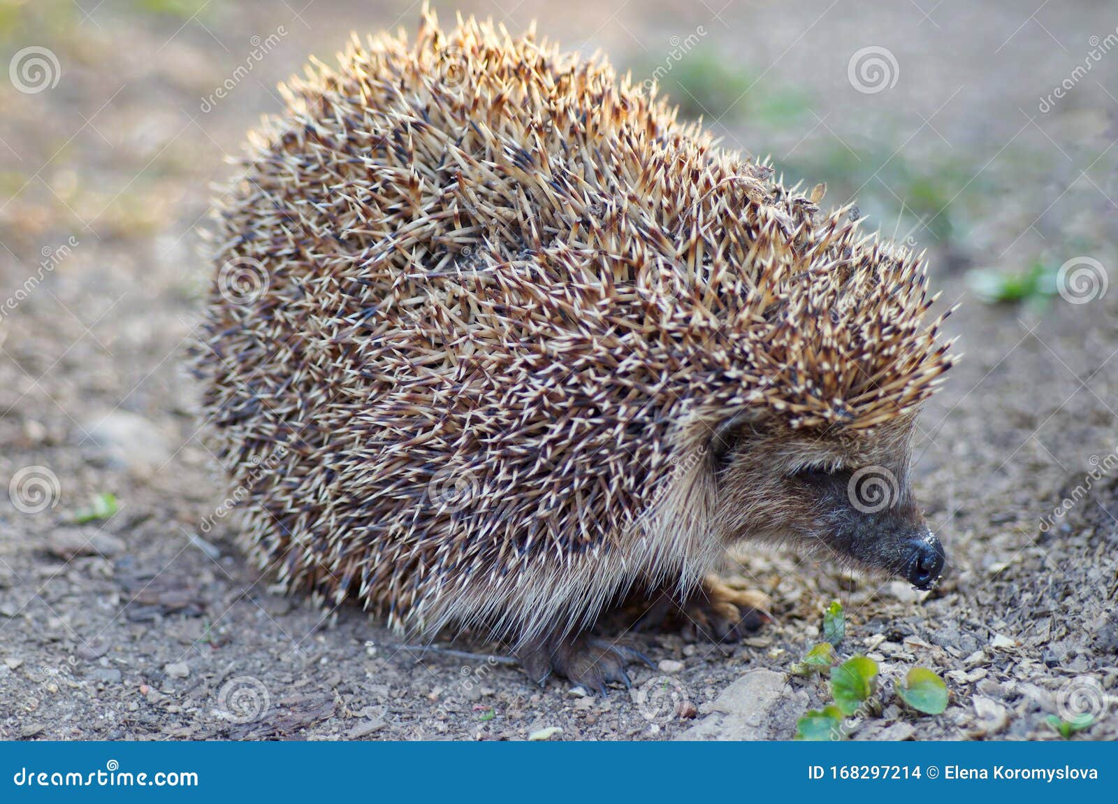 Common Hedgehog Outdoors in Spring Stock Photo - Image of wild ...