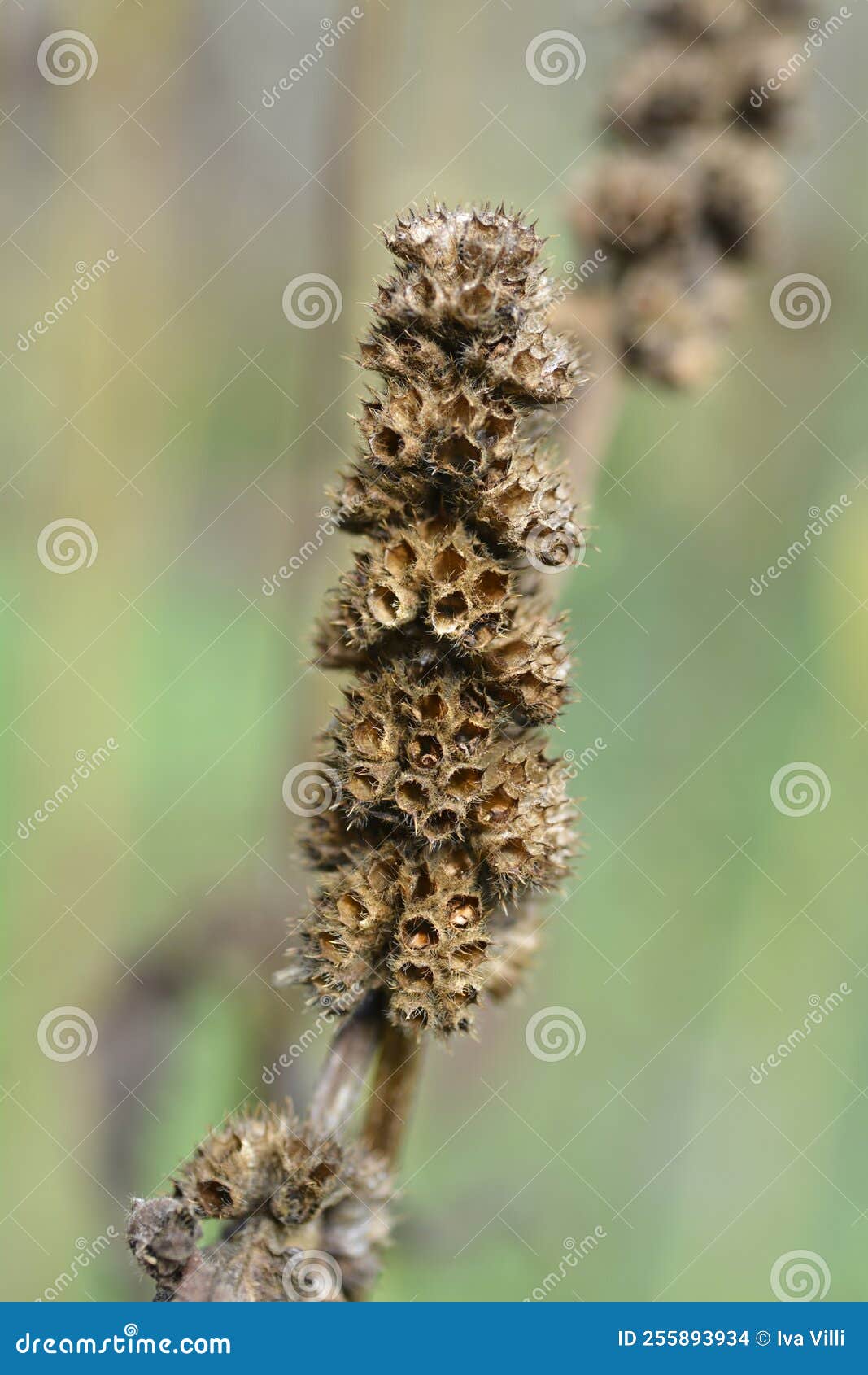 Common hedgenettle stock photo. Image of betonica, outdoors - 255893934