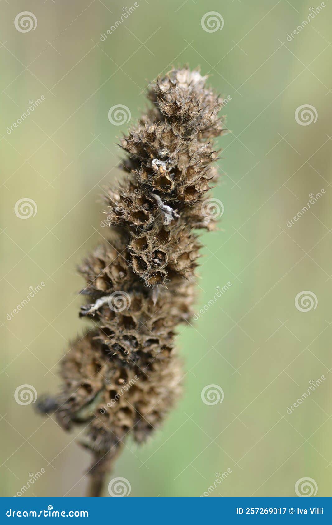 Common hedgenettle stock image. Image of stachys, seed - 257269017