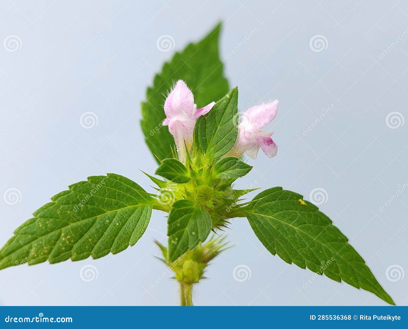 Common Hemp Nettle (Galeopsis Tetrahit) Stock Photo - Image of field ...