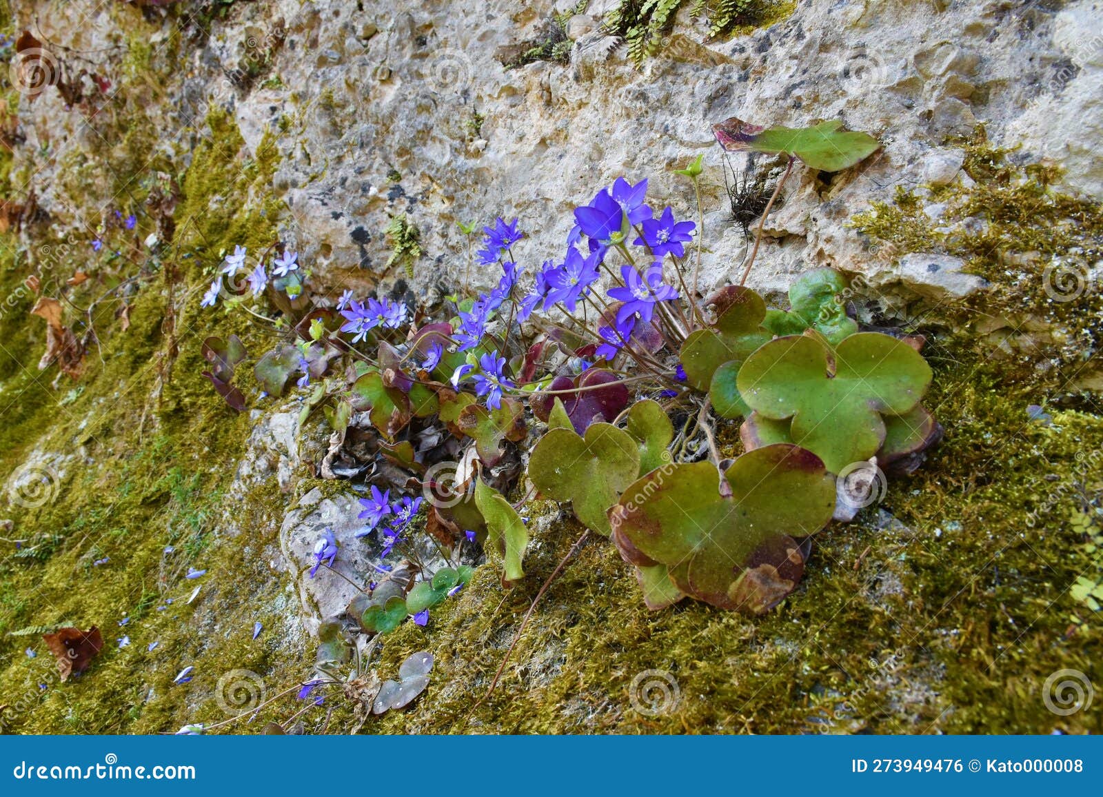 Common Hepatica (Anemone Hepatica) Flowers Stock Photo - Image of rock ...
