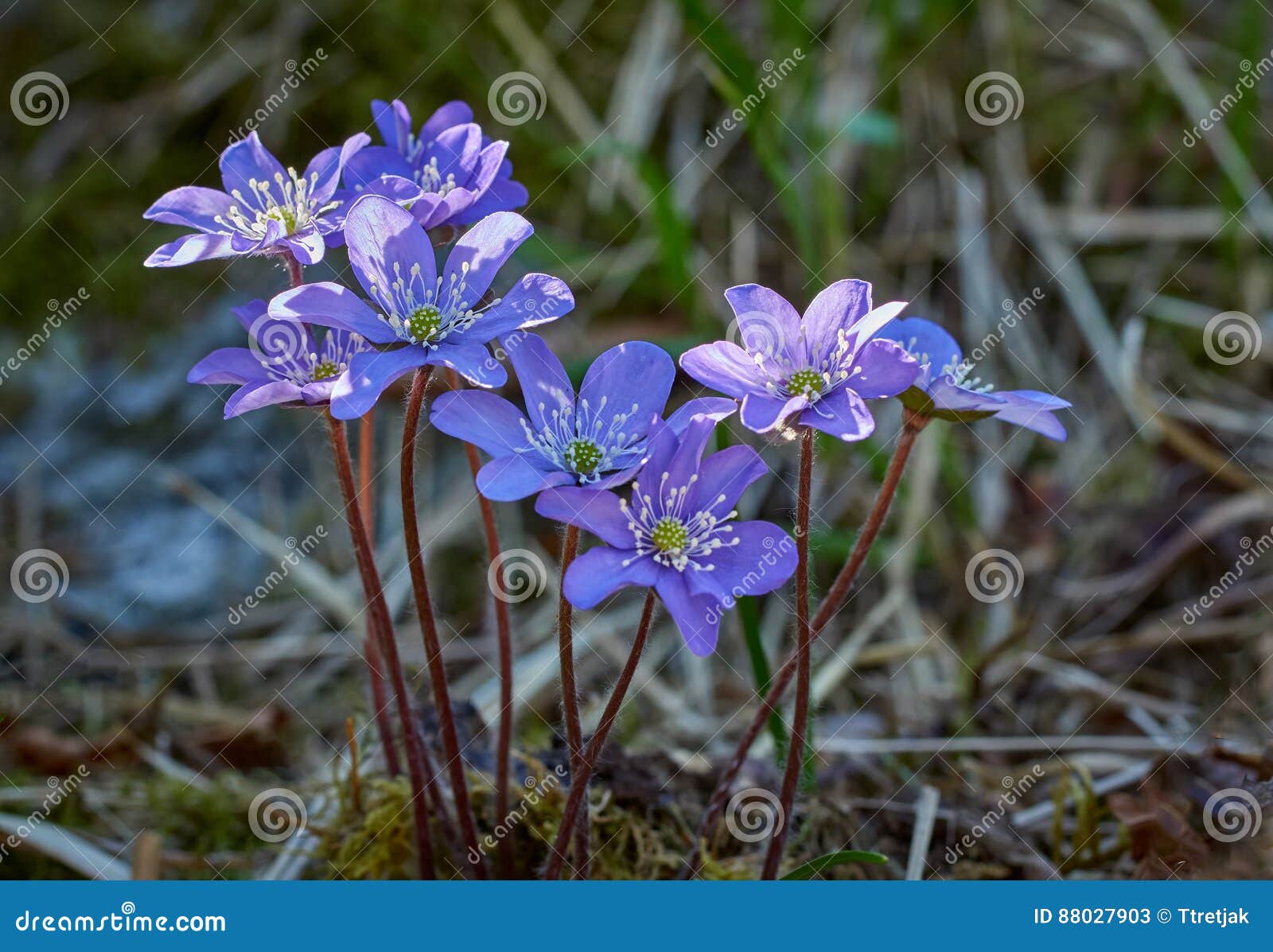Common Hepatica Groming Wild in the Forest in Spring. Stock Image ...