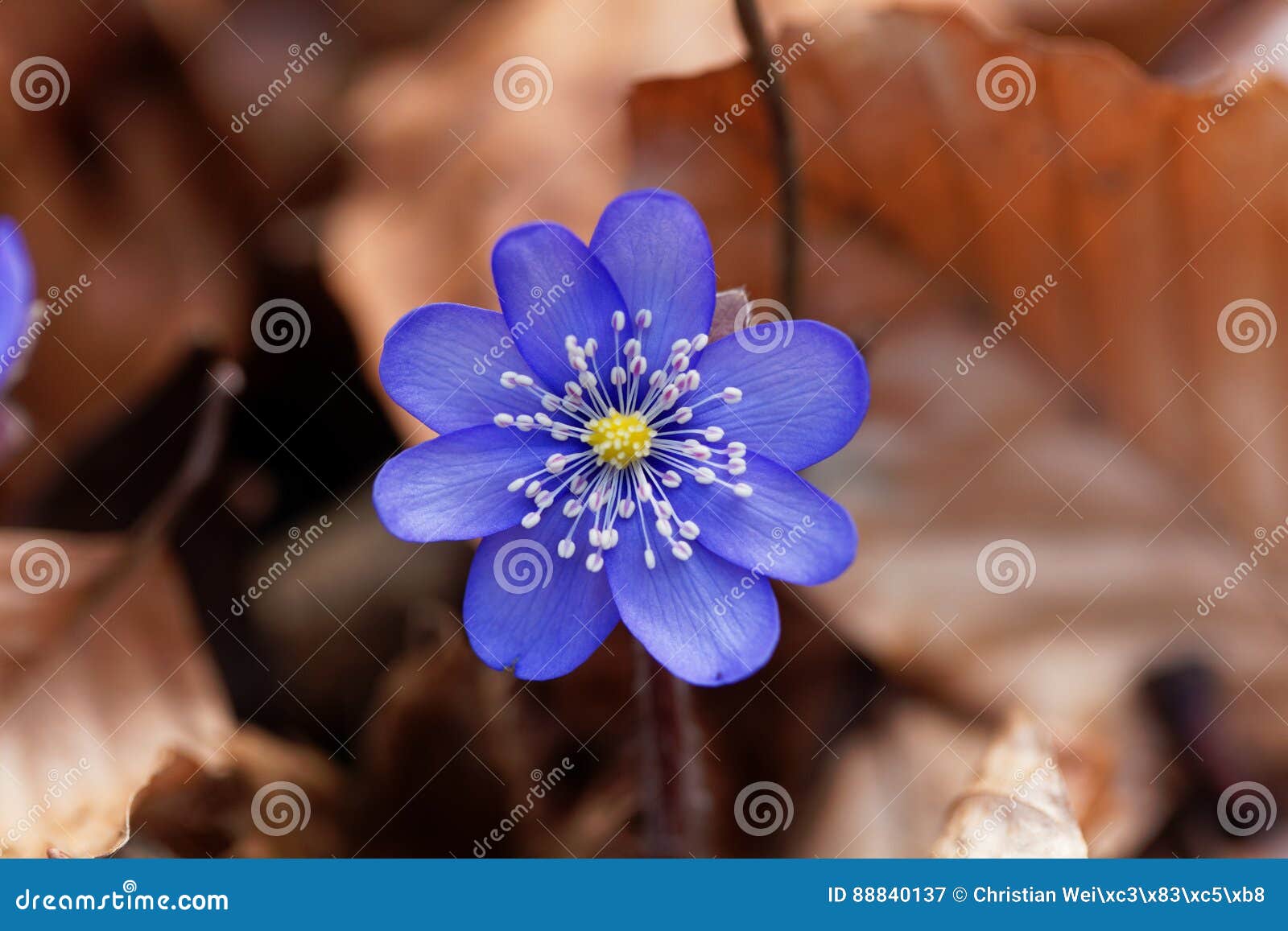 Common Hepatica Hepatica Nobilis Stock Image - Image of herbs, petals ...