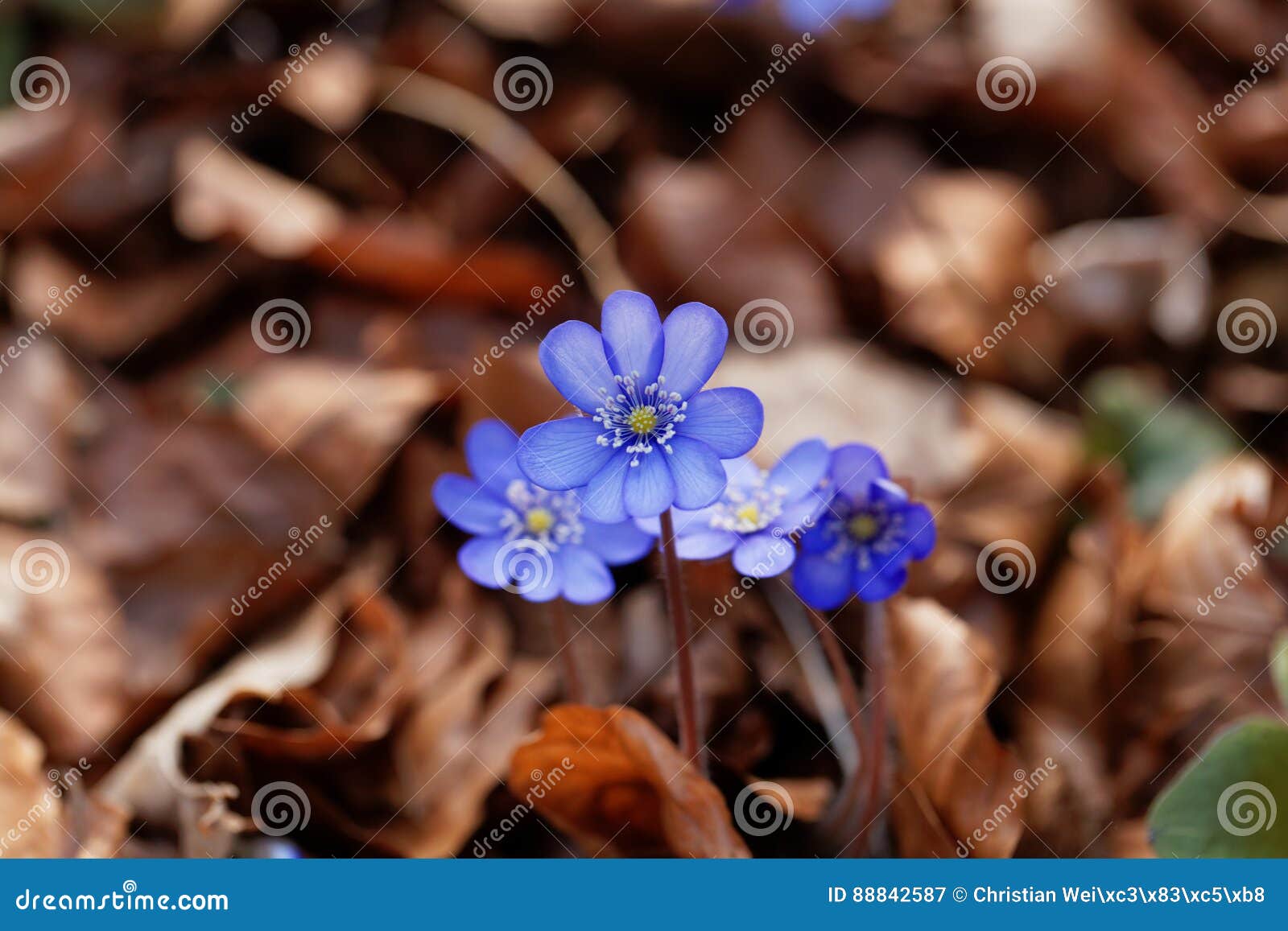 Common Hepatica Hepatica Nobilis Stock Image - Image of blue, head ...