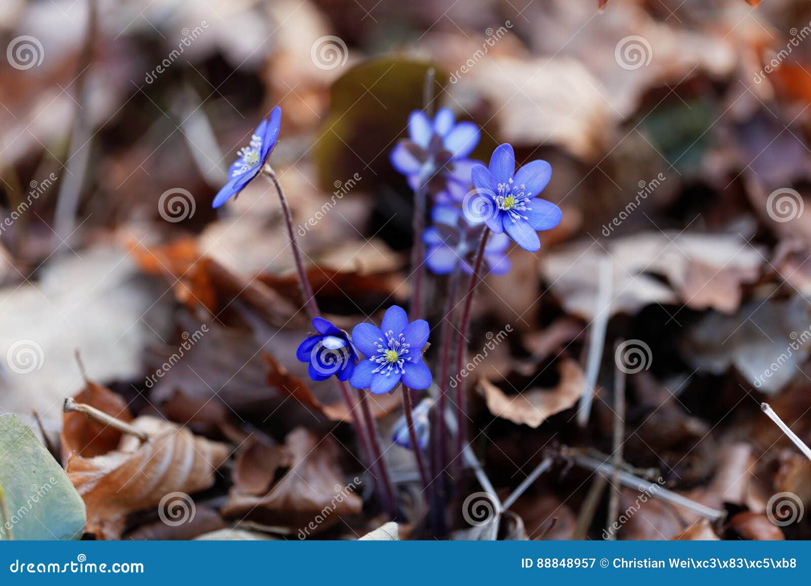 Common Hepatica Hepatica Nobilis Stock Image - Image of nobilis, head ...