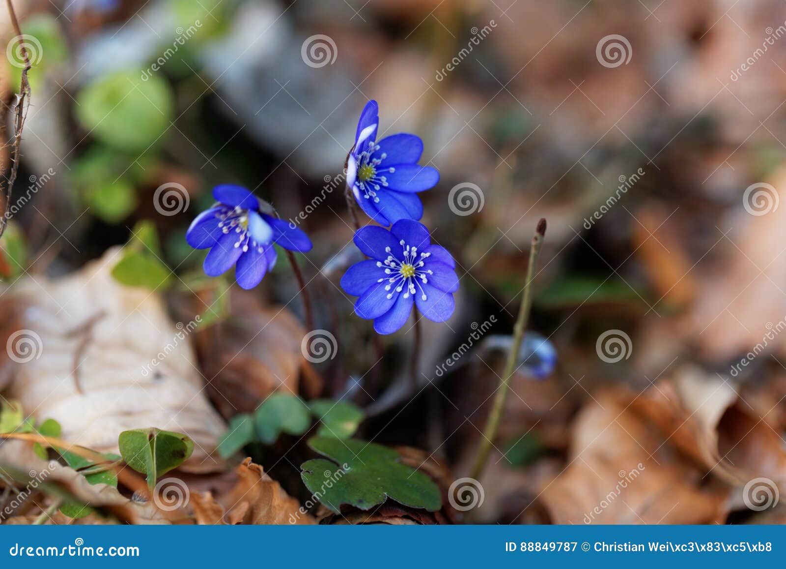 Common Hepatica Hepatica Nobilis Stock Image - Image of flowers, macro ...