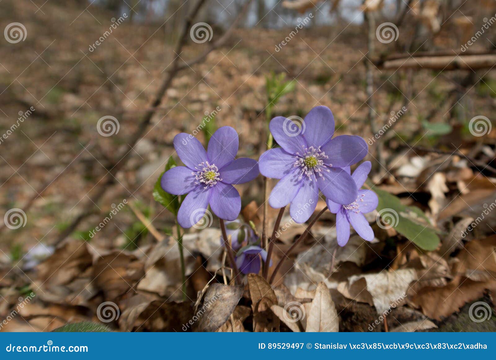 Common Hepatica Hepatica Nobilis Royalty-Free Stock Photo ...