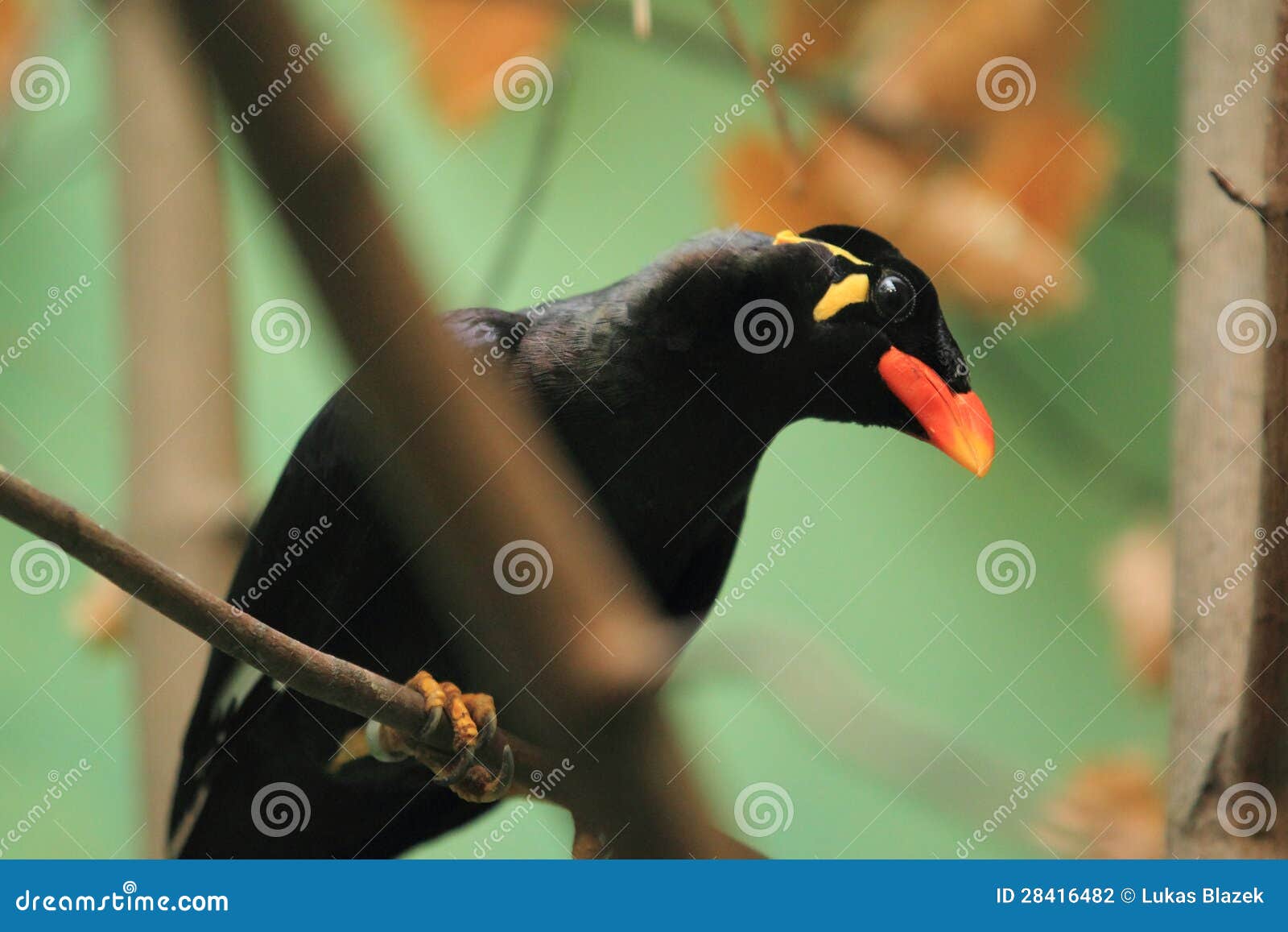 Common hill myna stock photo. Image of nature, black - 28416482