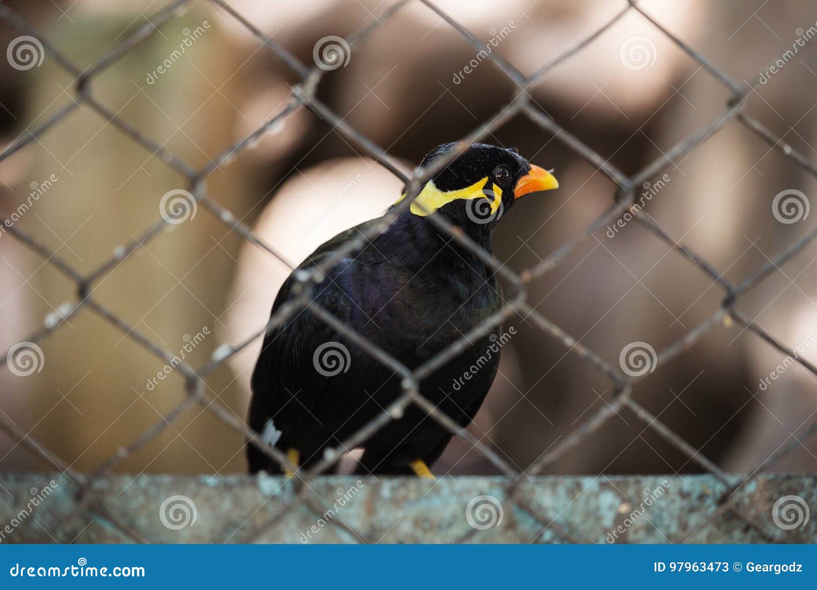 Common Hill Myna Bird in Cage Stock Image - Image of asia, looking ...