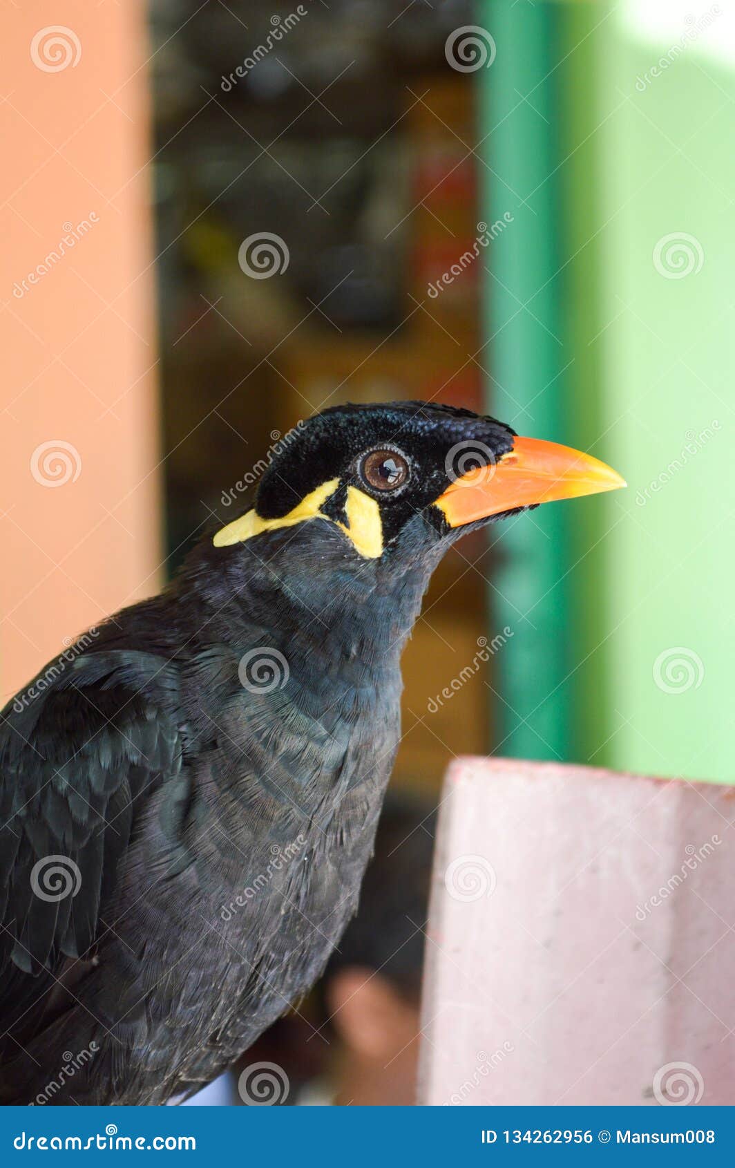 Common hill myna bird stock photo. Image of cute, natural - 134262956