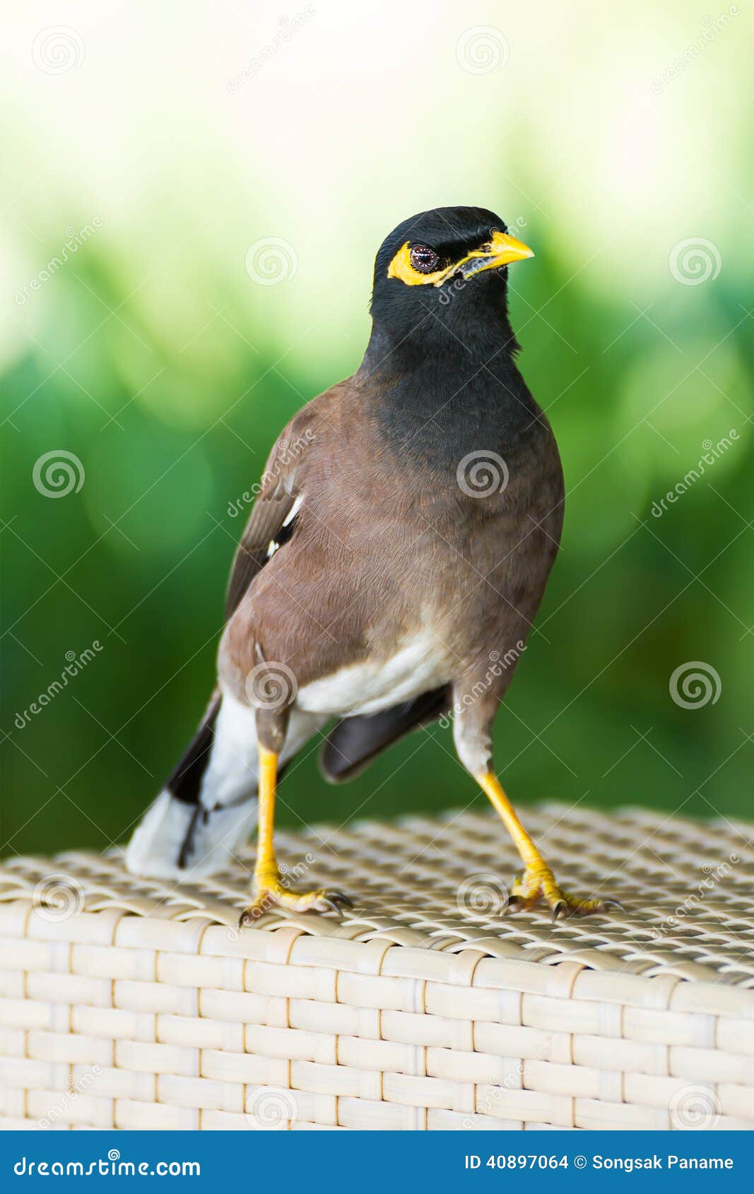 Common hill myna bird stock photo. Image of passerine - 40897064