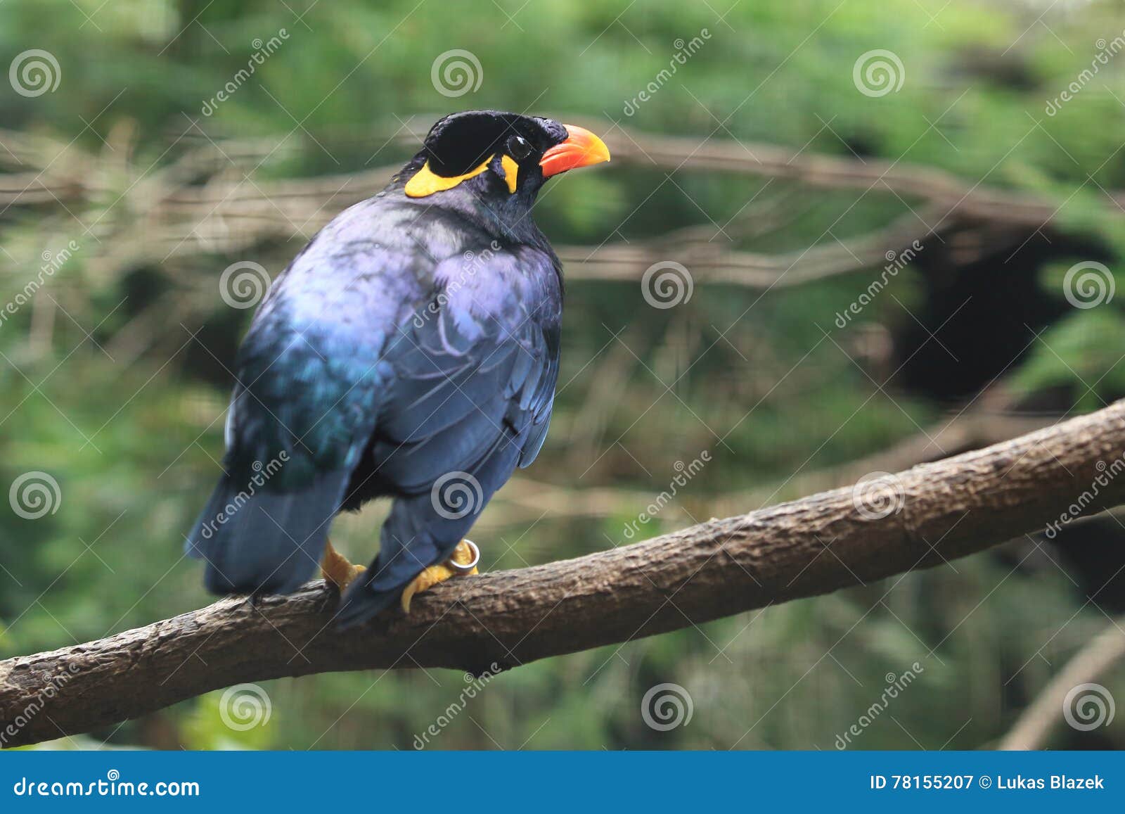 Common hill myna stock image. Image of common, couple - 78155207