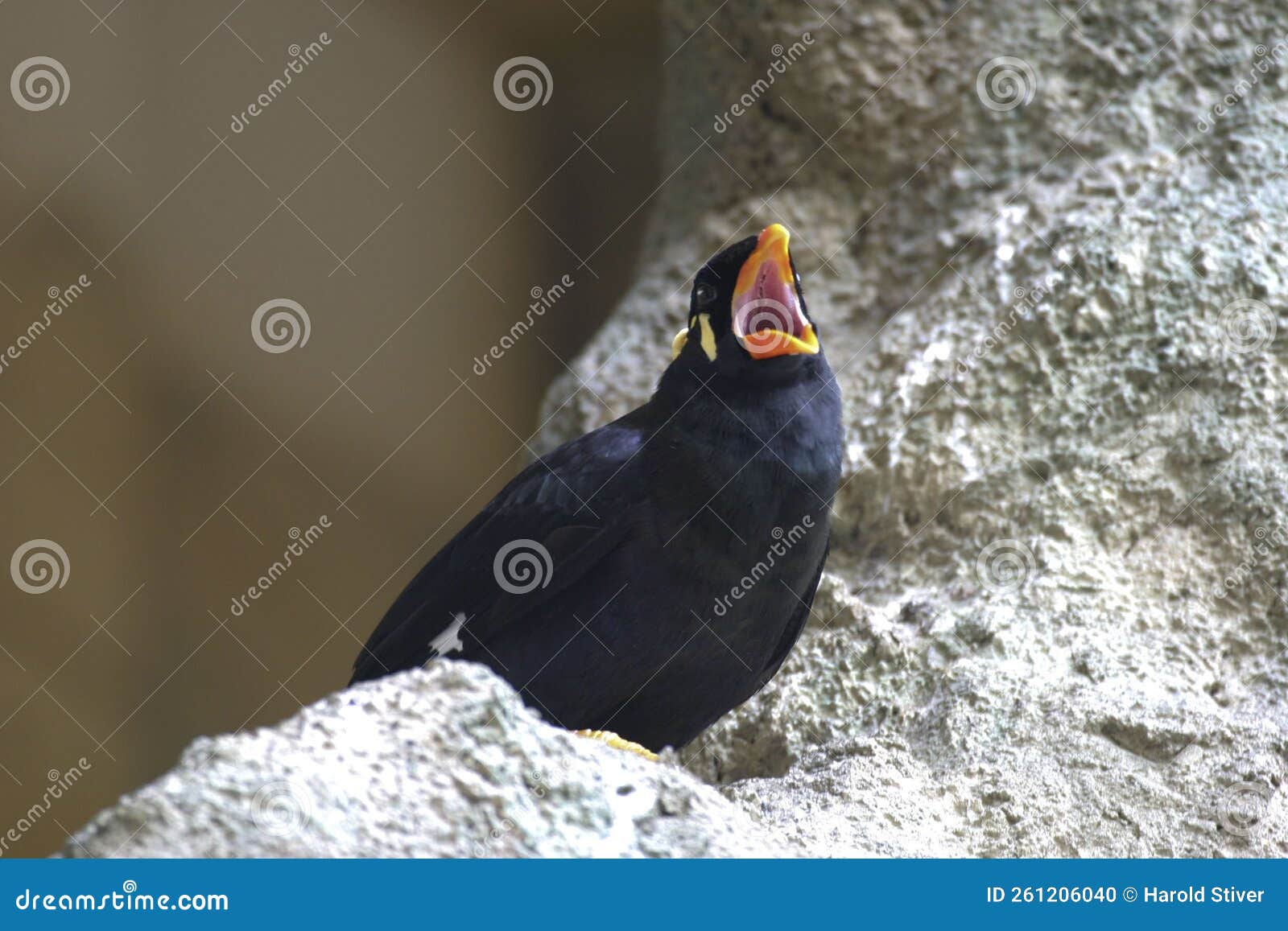 Common Hill Myna, Gracula Religiosa, Calling Stock Photo - Image of ...