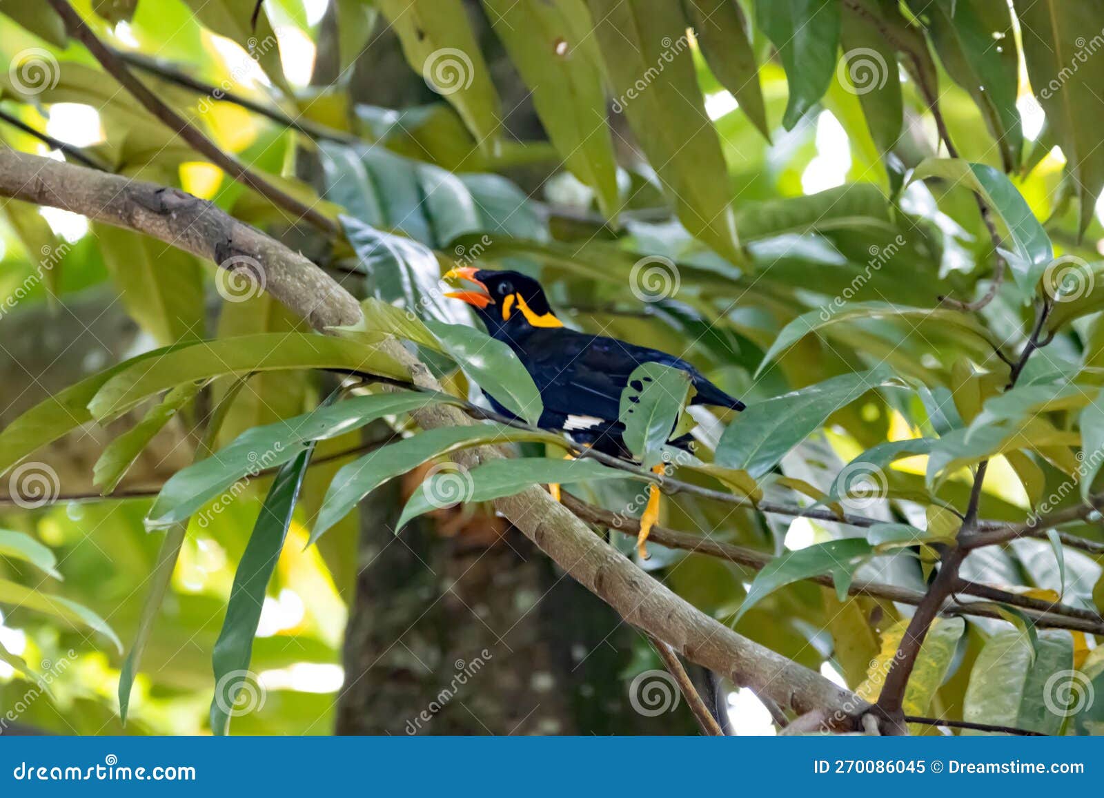 Common Hill Myna, Gracula Religiosa, Singing in a Tree Stock Image ...