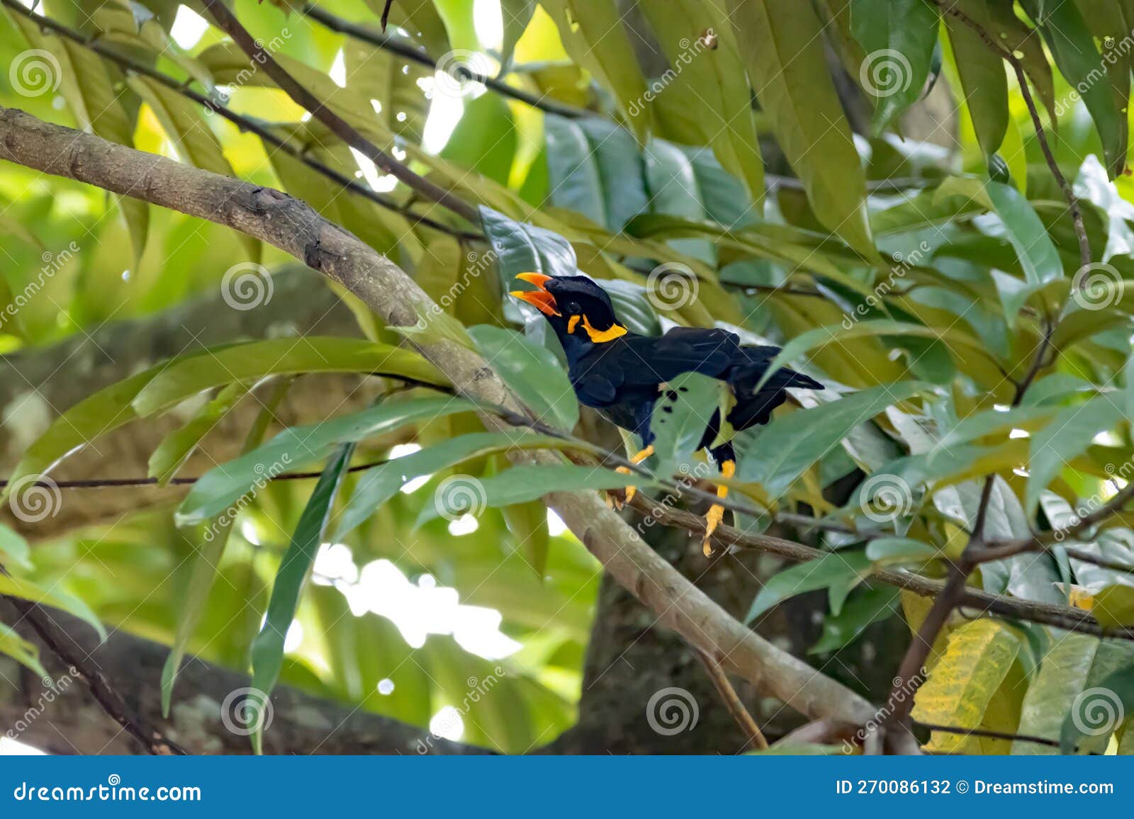 Common Hill Myna, Gracula Religiosa, Singing in a Tree Stock Photo ...