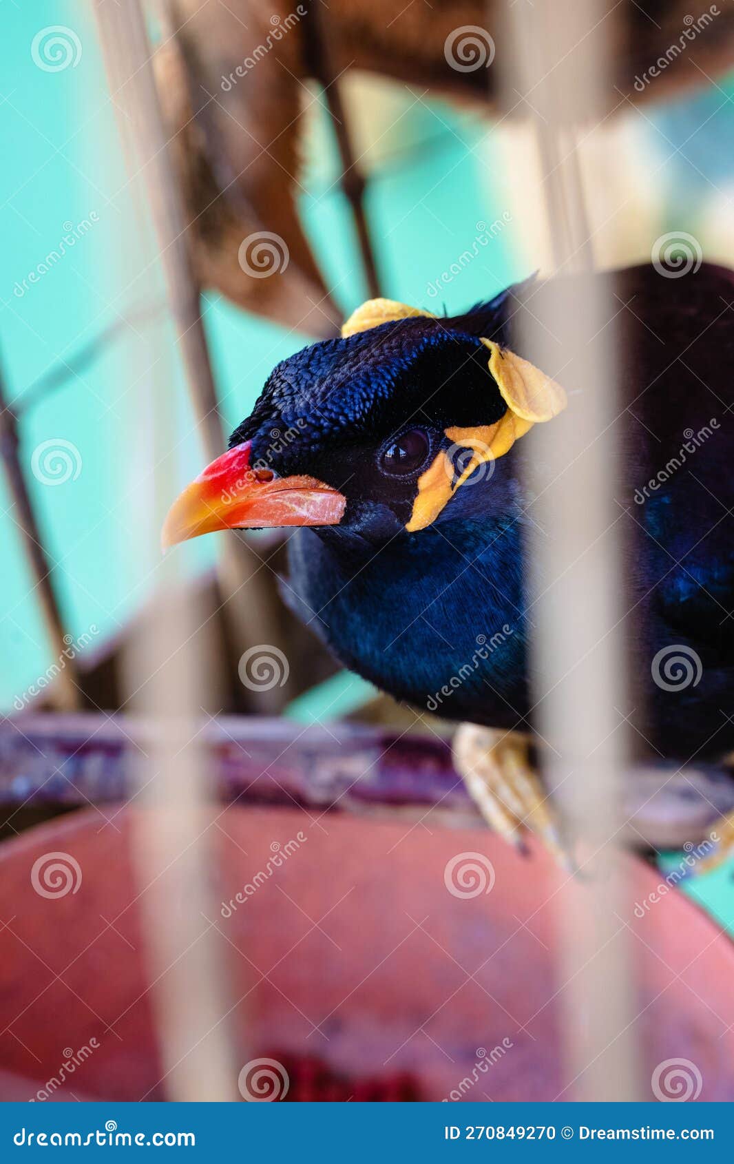 Common Hill Myna Looking at the Camera from Inside Its Cage Stock Photo ...