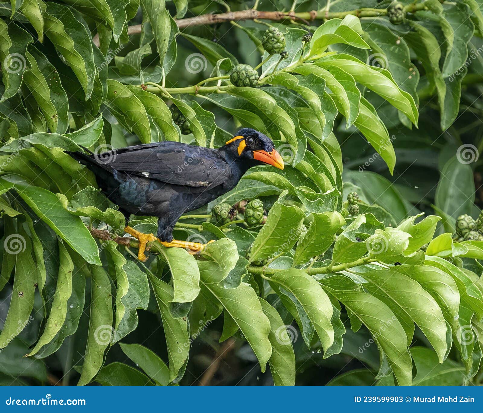 Common Hill Myna Perching Eye Level on Tree Branch Stock Image - Image ...