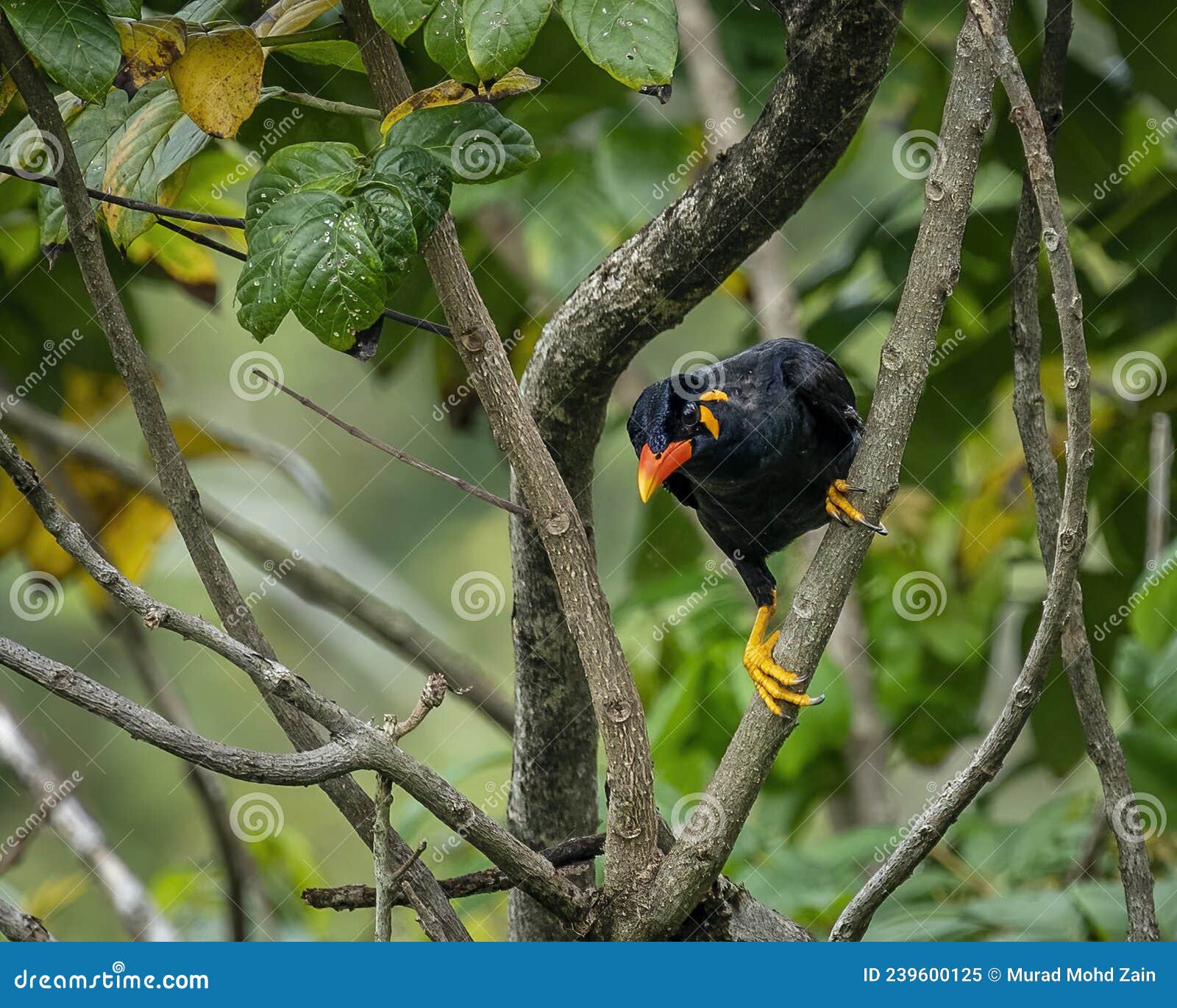 Common Hill Myna Perching Eye Level on Tree Branch Stock Image - Image ...