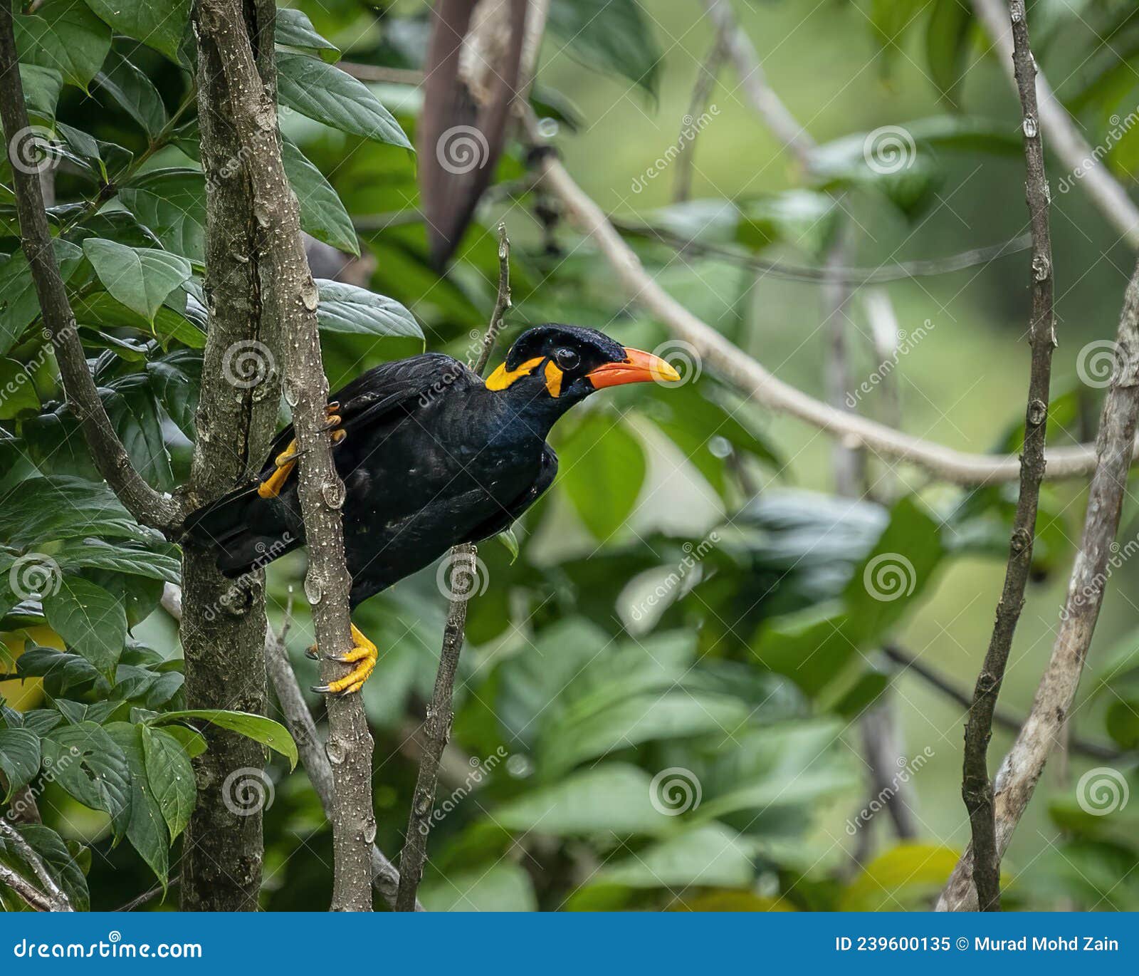 Common Hill Myna Perching Eye Level on Tree Branch Stock Image - Image ...