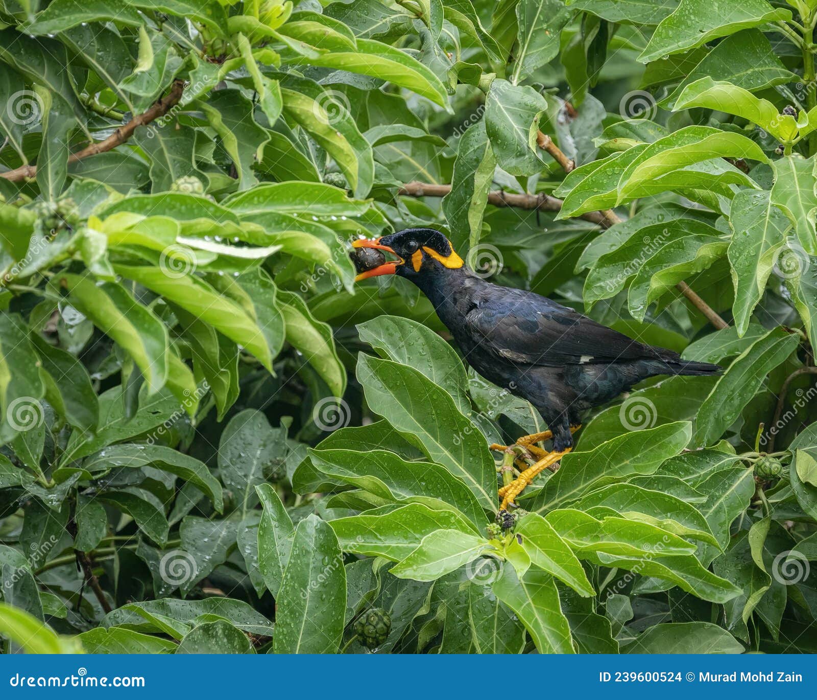 Common Hill Myna Perching Eye Level on Tree Branch Stock Photo - Image ...