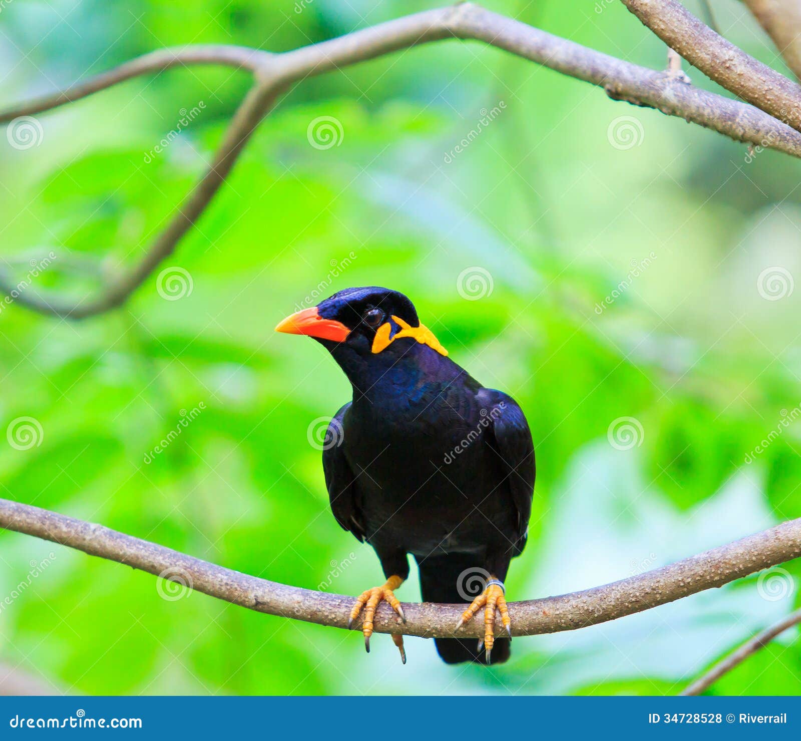 Common Hill Myna stock photo. Image of plumage, tree - 34728528