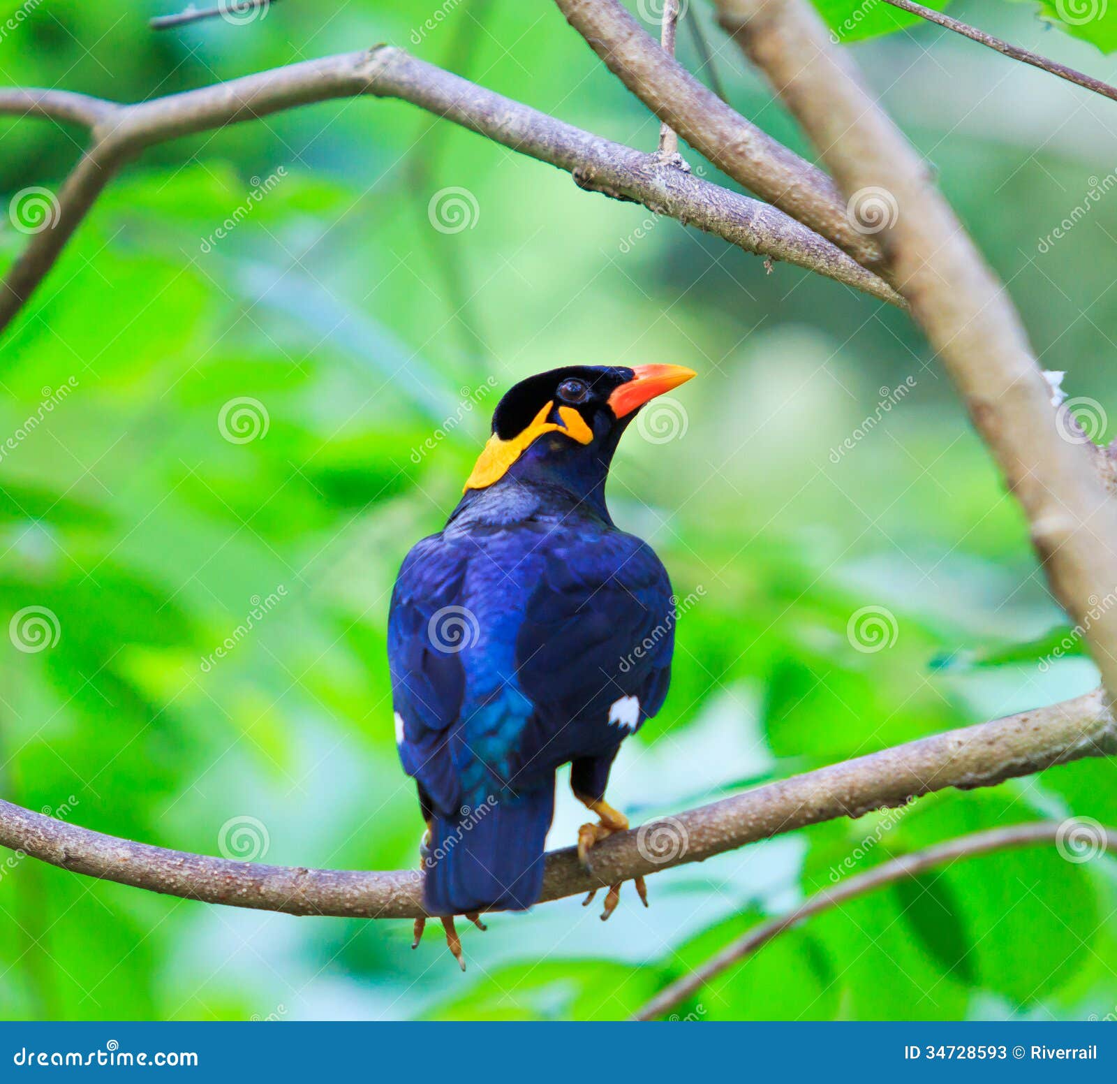 Common Hill Myna stock image. Image of parrots, lookingup - 34728593