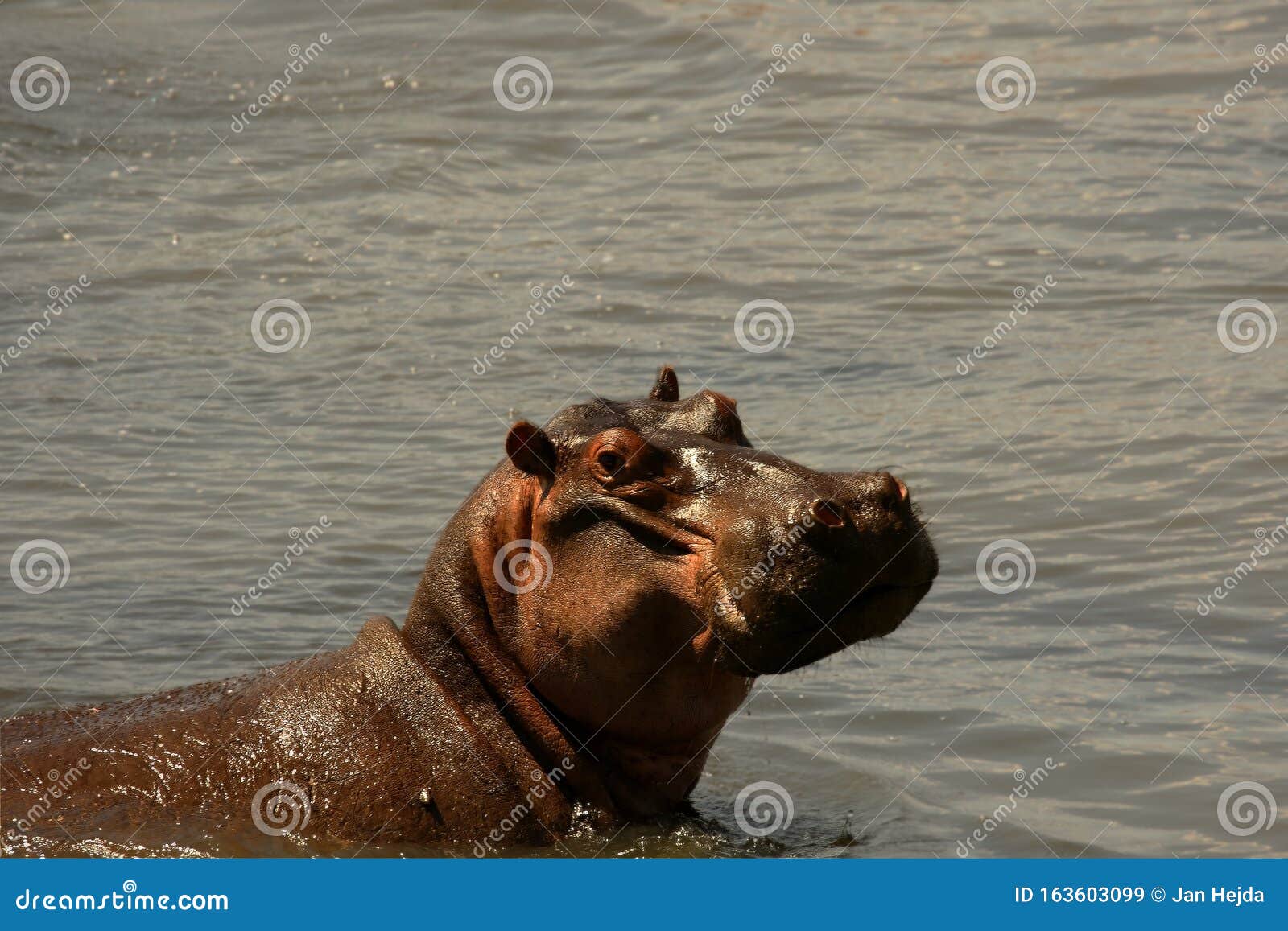 The Common Hippopotamus Hippopotamus Amphibius Scared. Stock Image ...