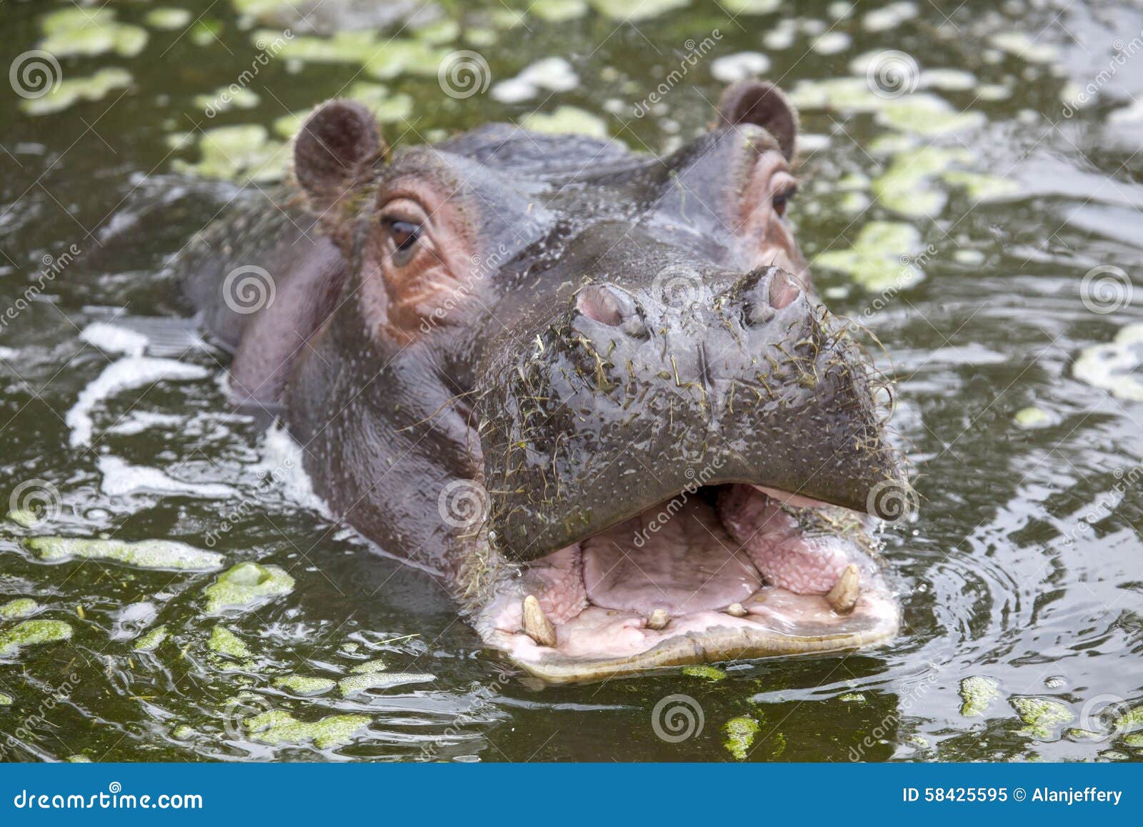 Common Hippopotamus Calf stock image. Image of africa - 58425595