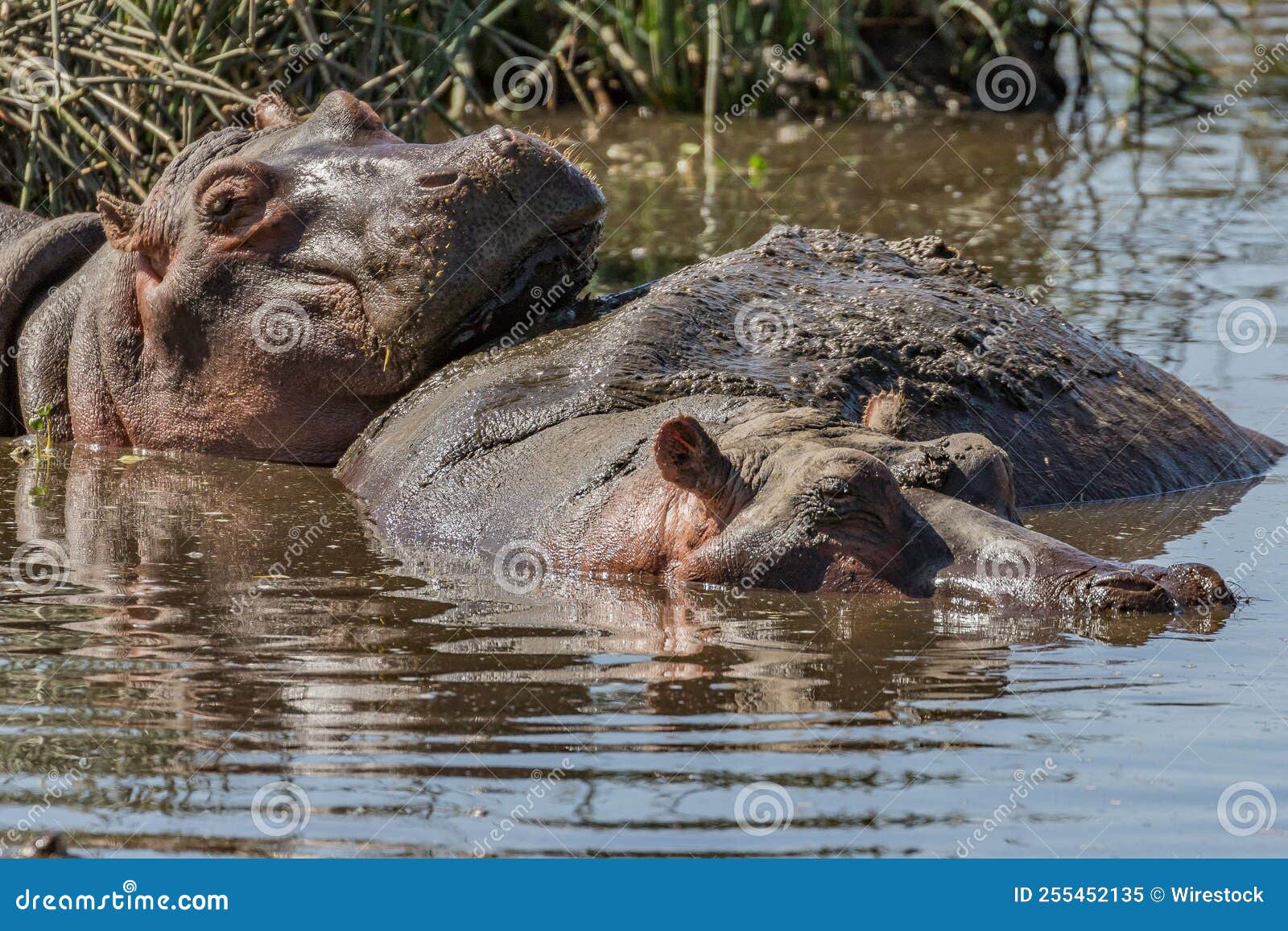 Common Hippopotamus Lying in the Water. Stock Image - Image of hippos ...