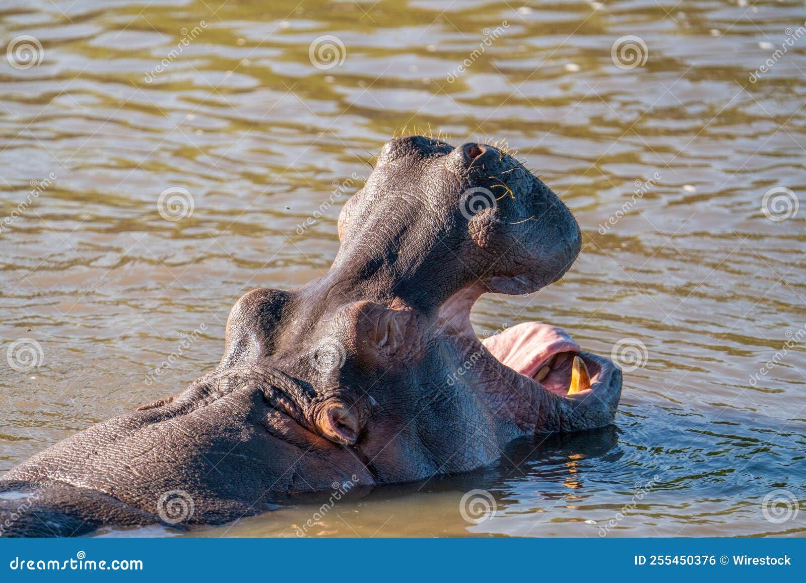 Common Hippopotamus with an Open Mouth in Water Stock Photo - Image of ...
