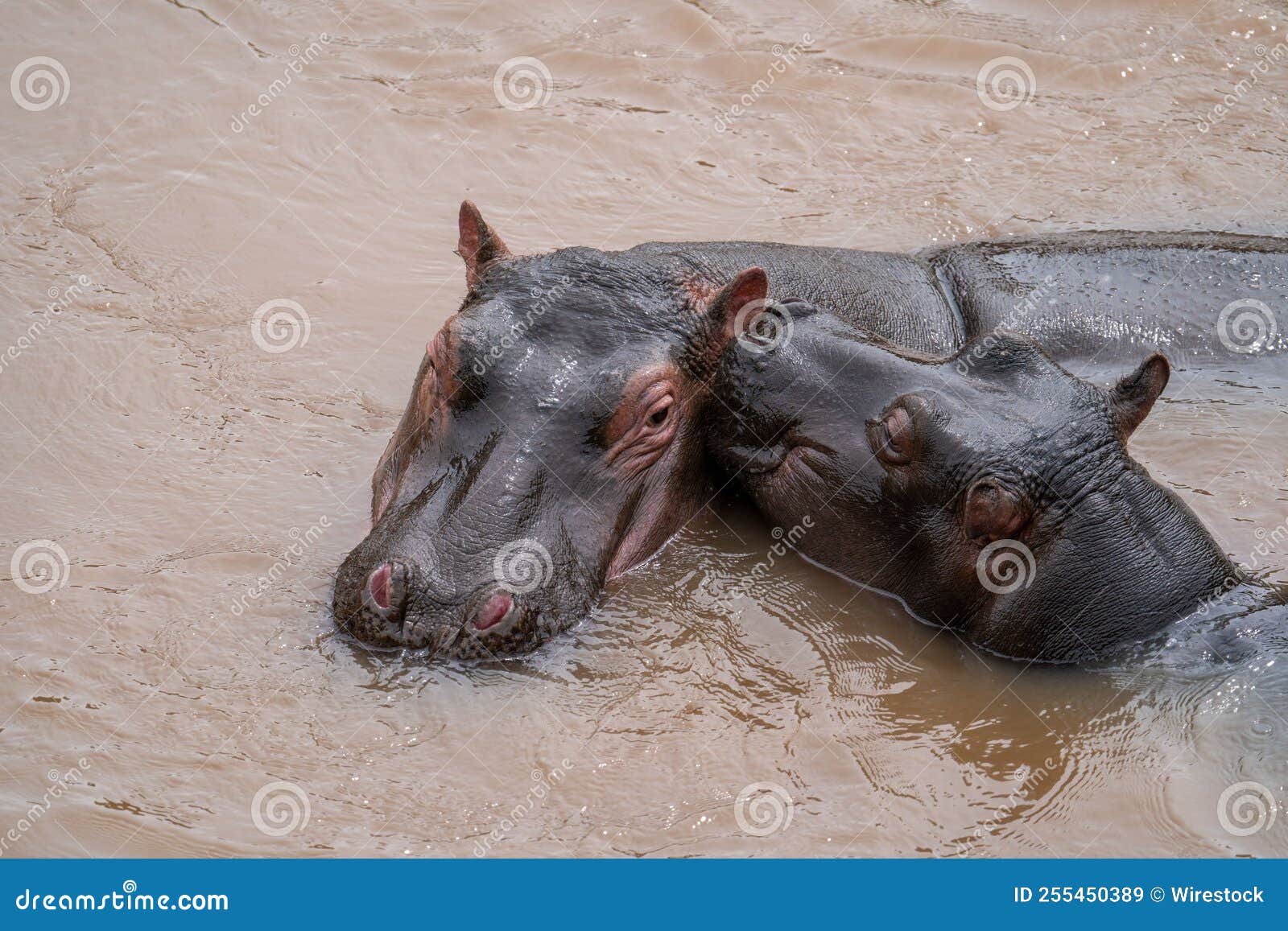 Common Hippopotamus Playing in the Water Stock Image - Image of park ...