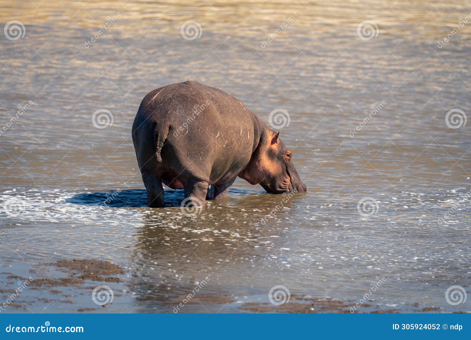 Common Hippopotamus Stands in River Looking Round Stock Photo - Image ...
