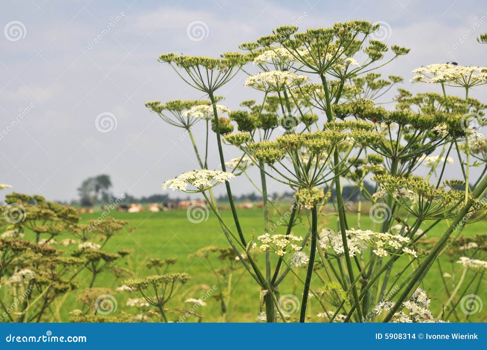 Common Hogweed stock photo. Image of plant, landscape - 5908314