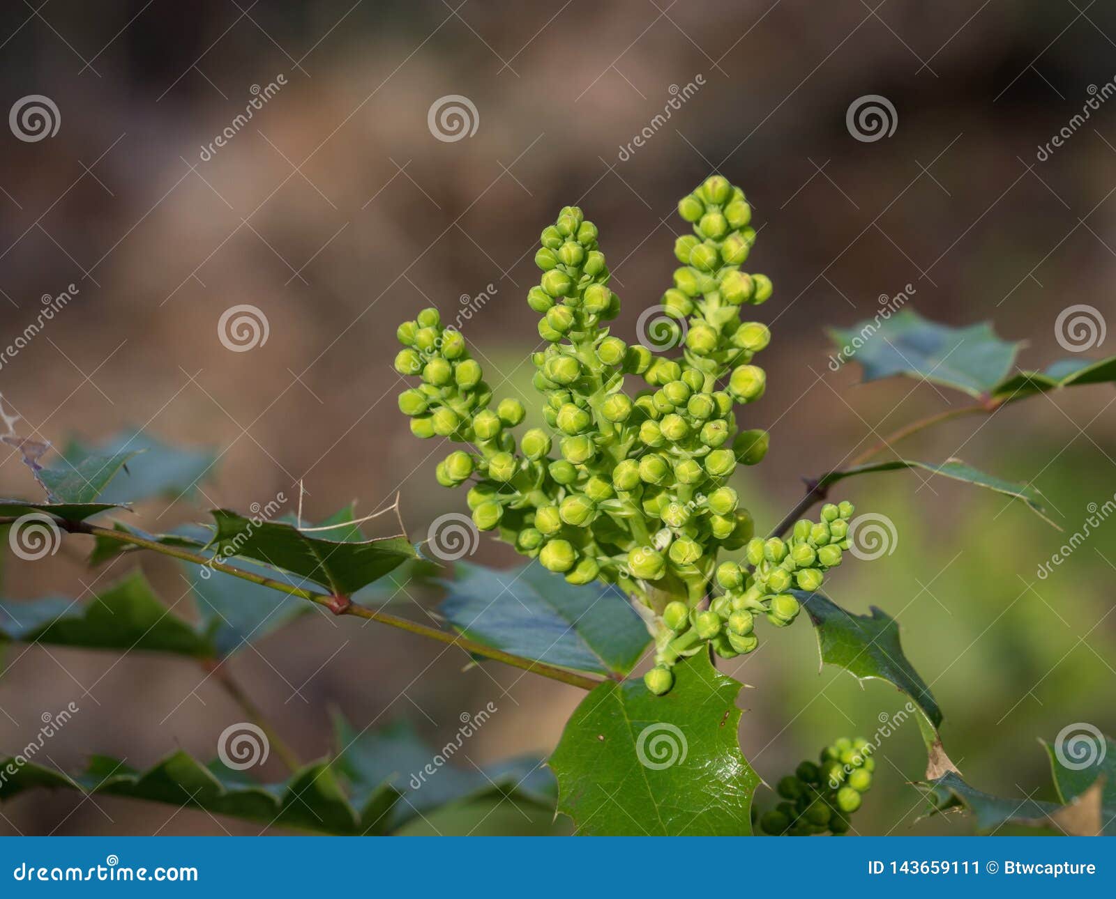 Common holly in the spring stock image. Image of tincture - 143659111
