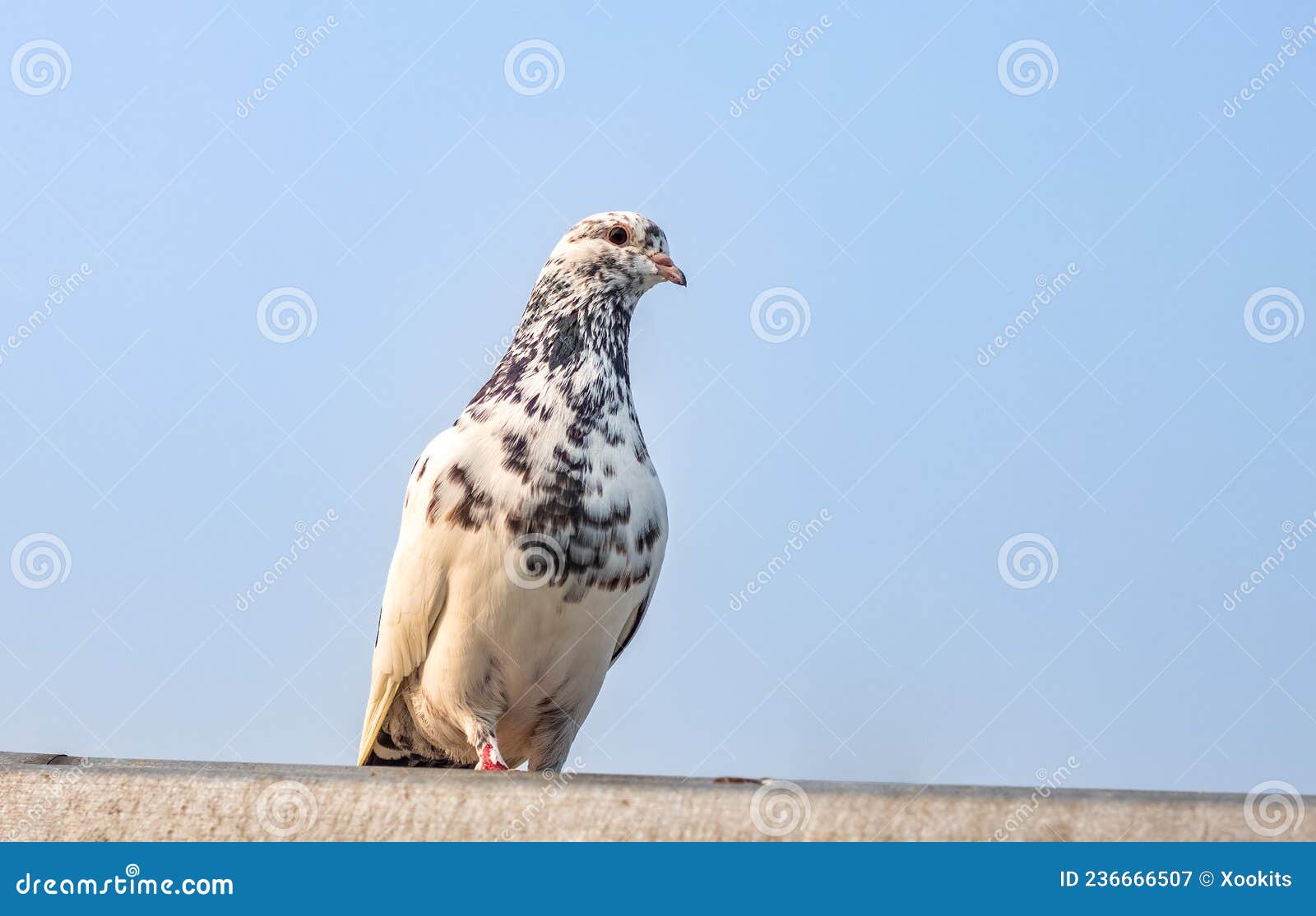 Common Homing Pigeon Standing Alone with a Curious Look Under the Blue ...