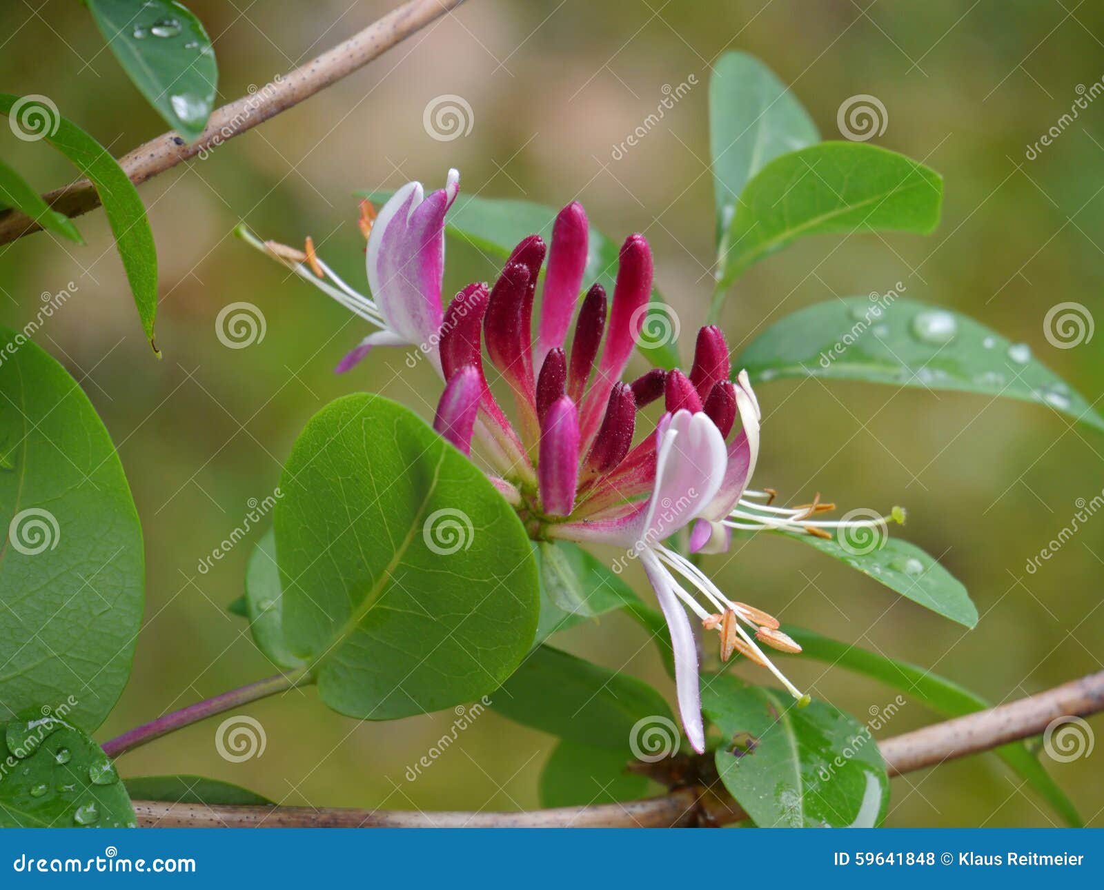 Common honeysuckle stock photo. Image of leaves, flower - 59641848