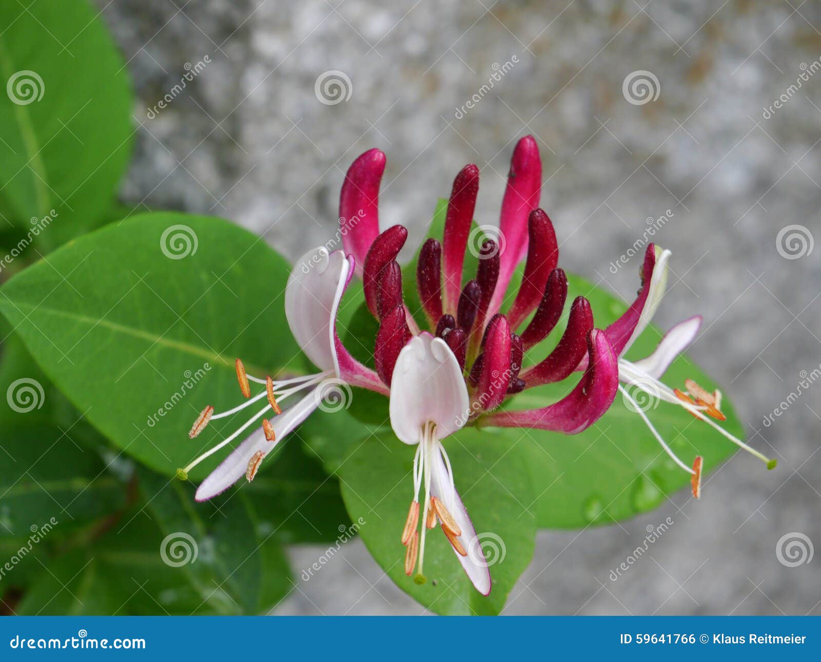 Common Honeysuckle Lonicera Species Stock Photo | CartoonDealer.com ...