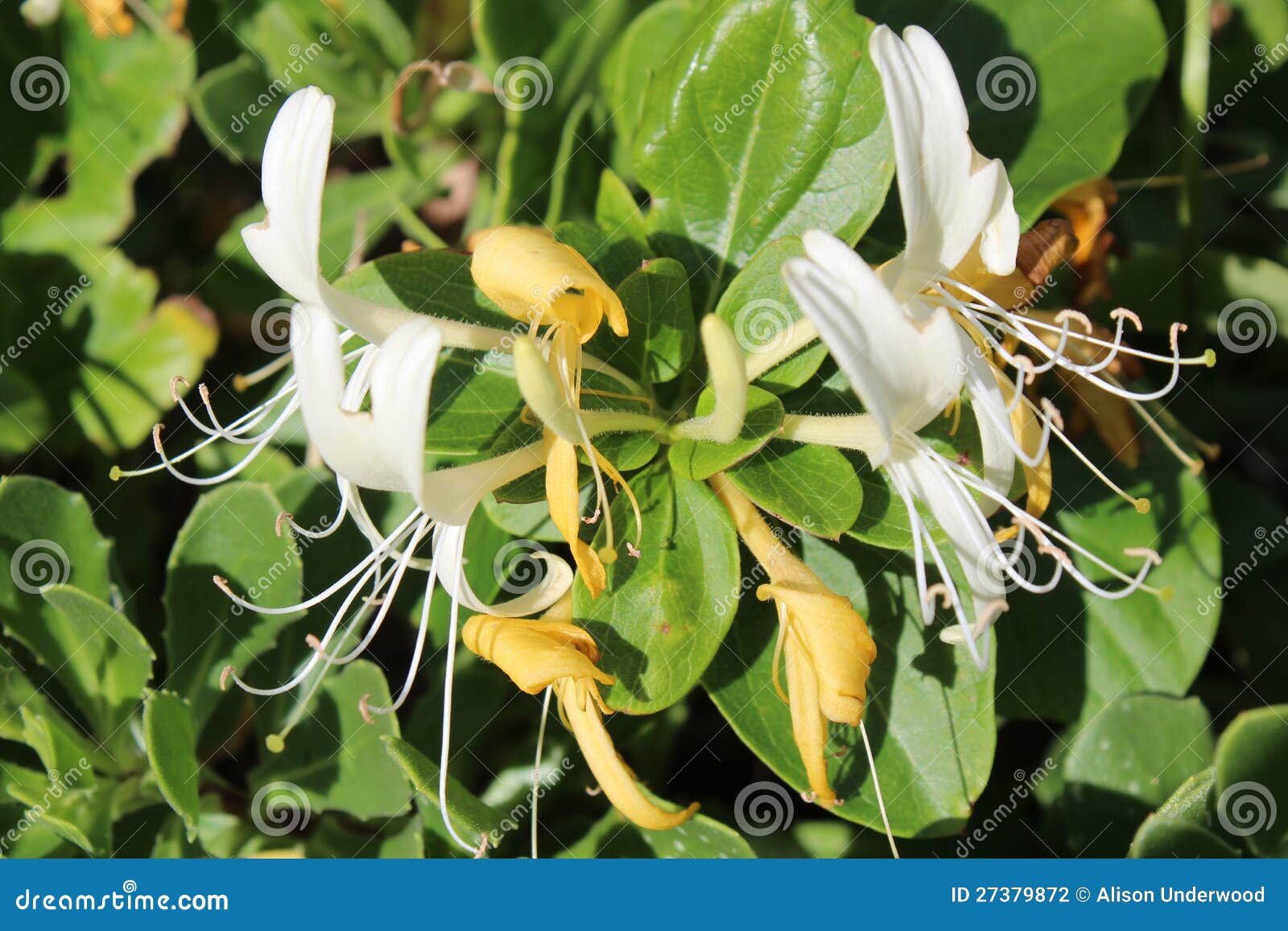 Common Honeysuckle Lonicera Species Stock Photo - Image of petals ...
