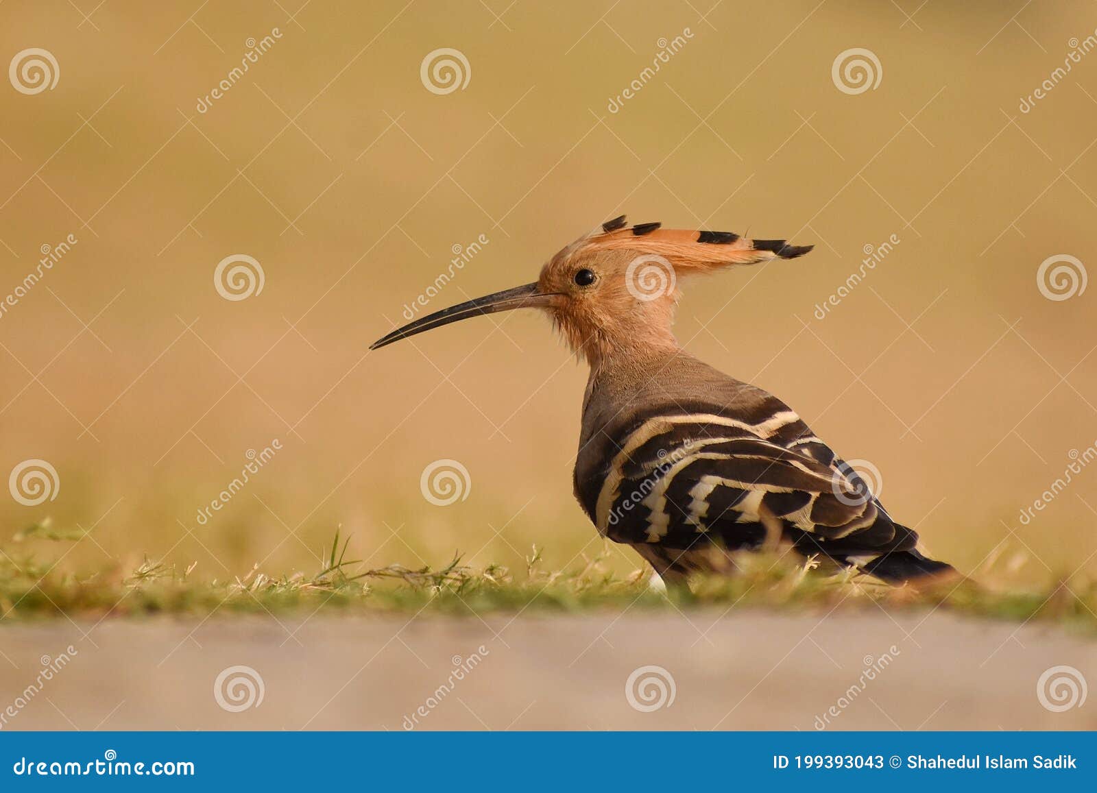 Common hoope stock image. Image of wing, bird, prairie - 199393043